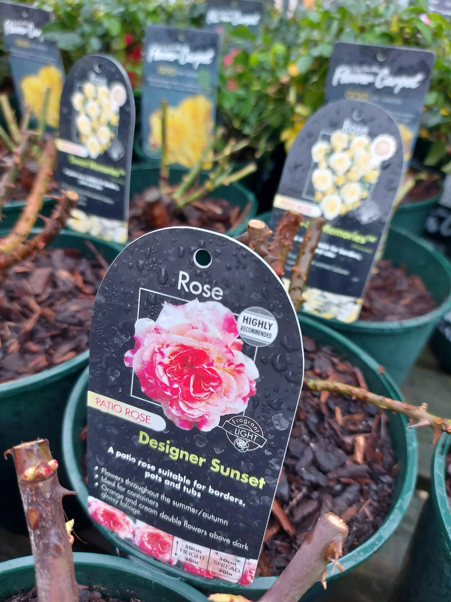 Roses — Hollybeck Garden Centre