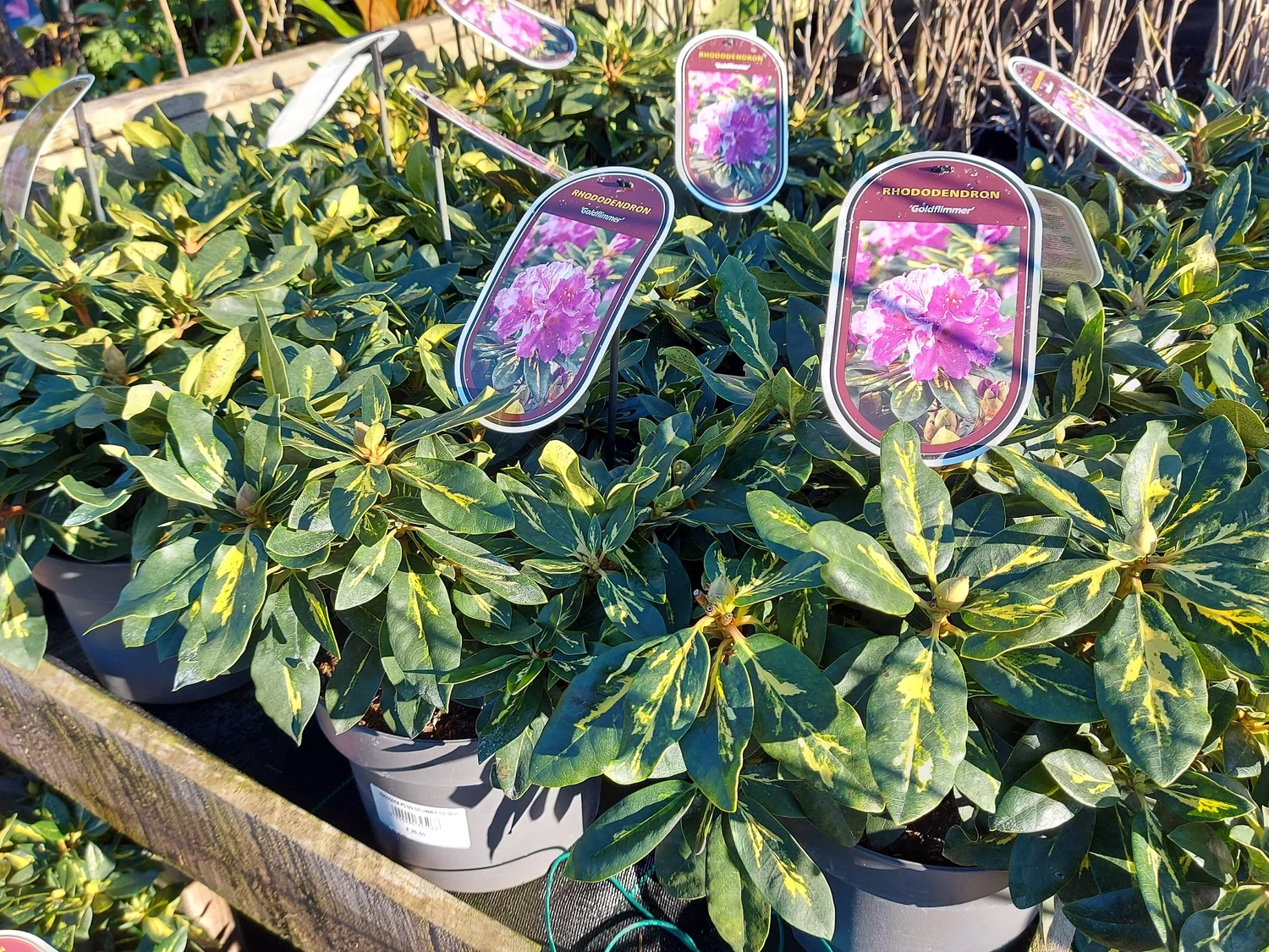 Ericaceous Plants — Hollybeck Garden Centre