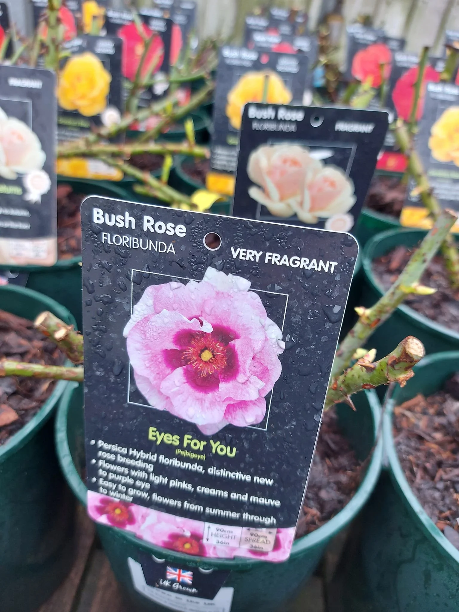 Roses — Hollybeck Garden Centre