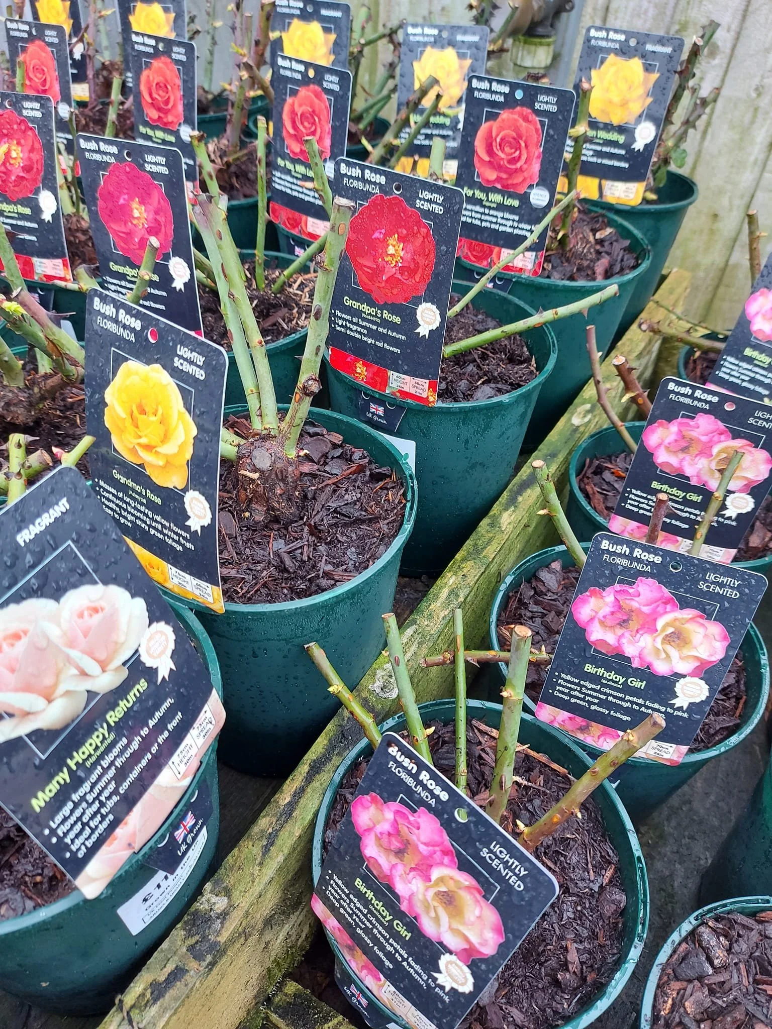 Roses — Hollybeck Garden Centre