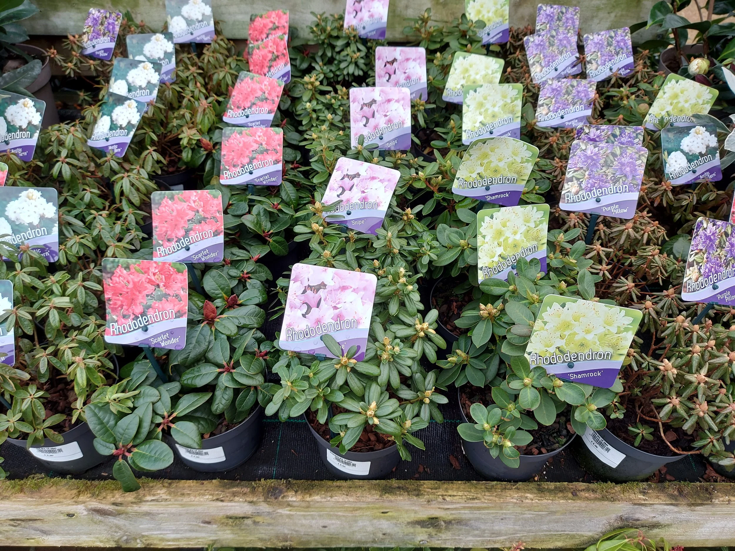 Ericaceous Plants — Hollybeck Garden Centre
