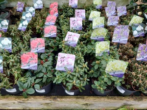 Ericaceous Plants — Hollybeck Garden Centre