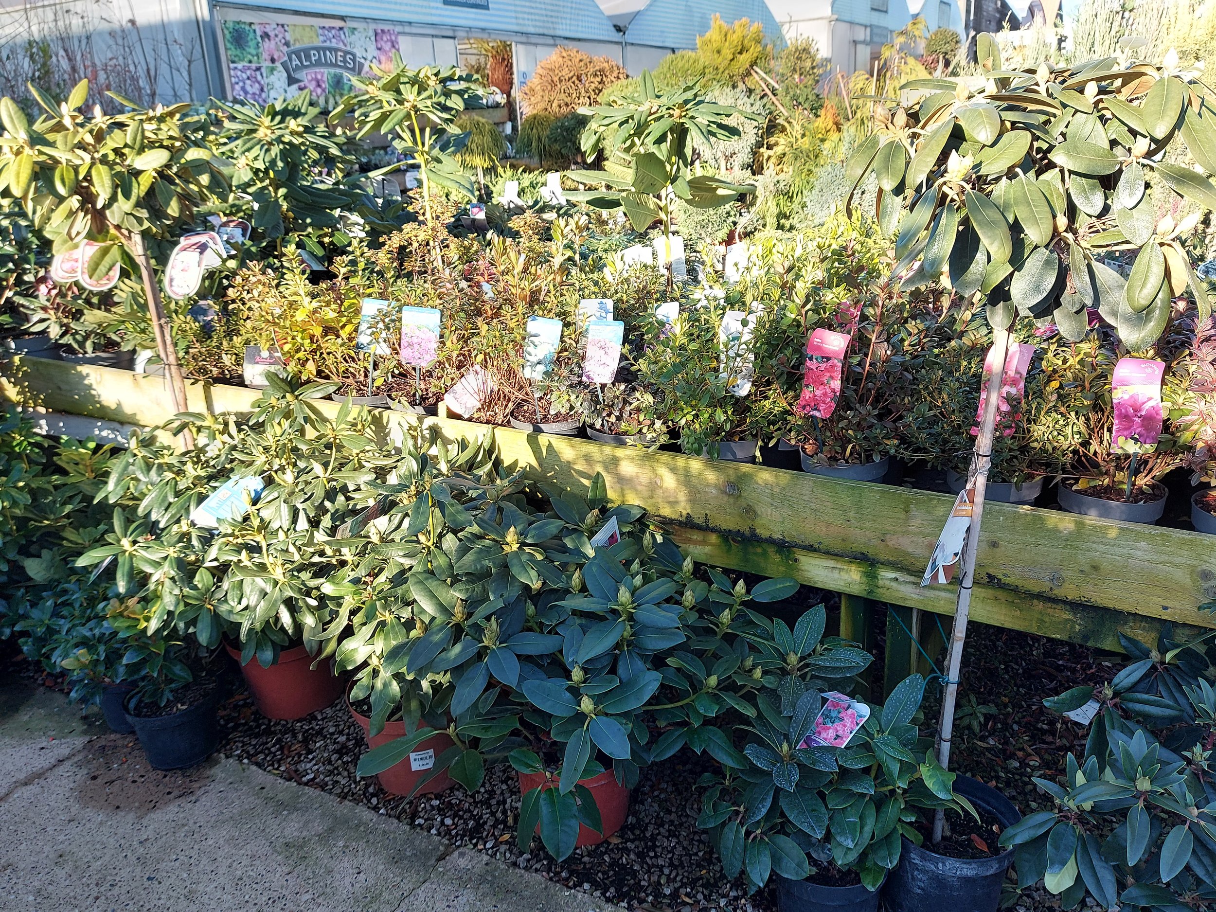 Ericaceous Plants — Hollybeck Garden Centre