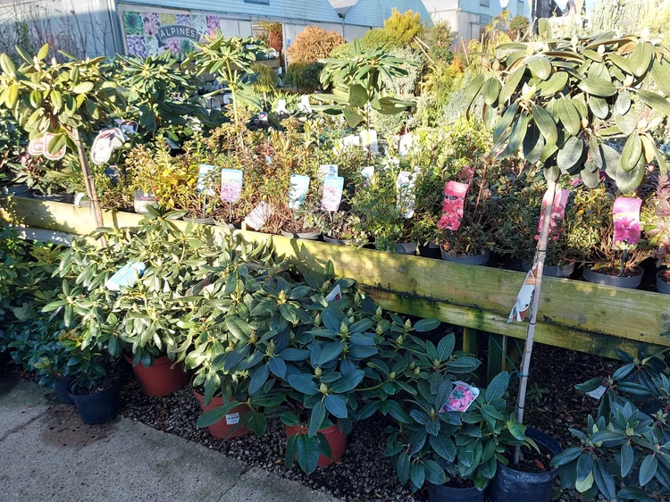 Ericaceous Plants — Hollybeck Garden Centre