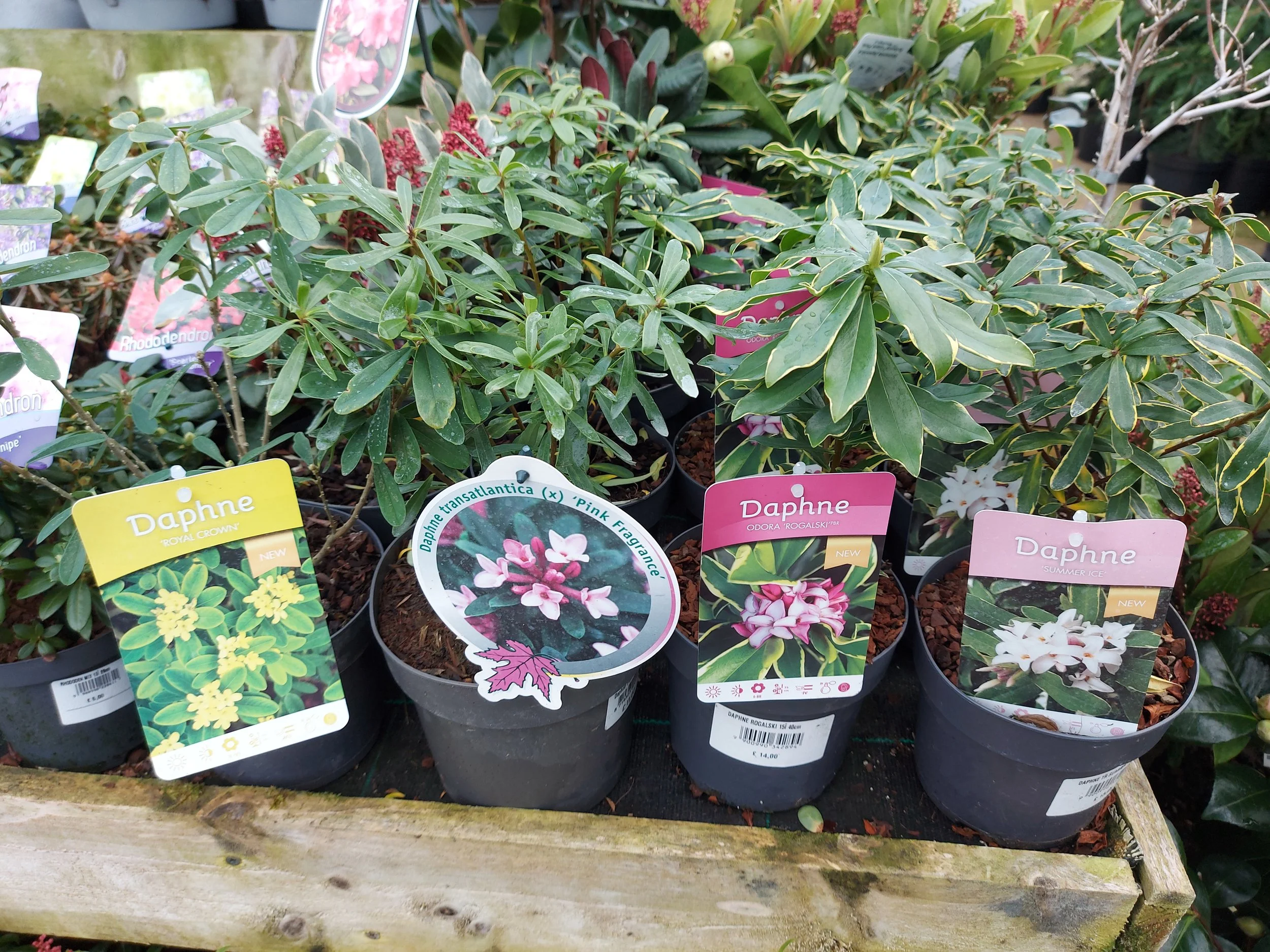 Ericaceous Plants — Hollybeck Garden Centre