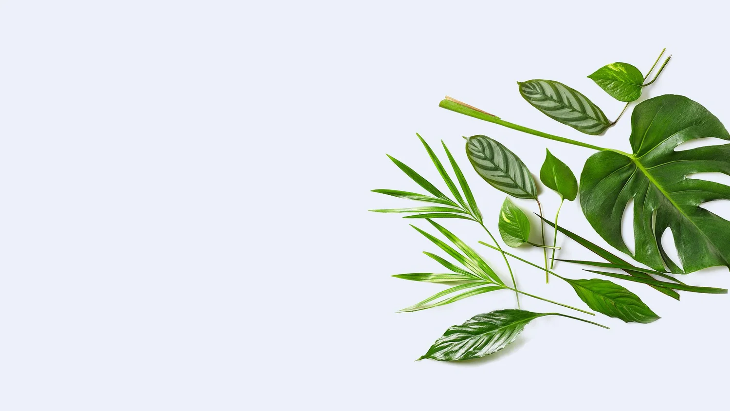 Tooth Docs Camas — About