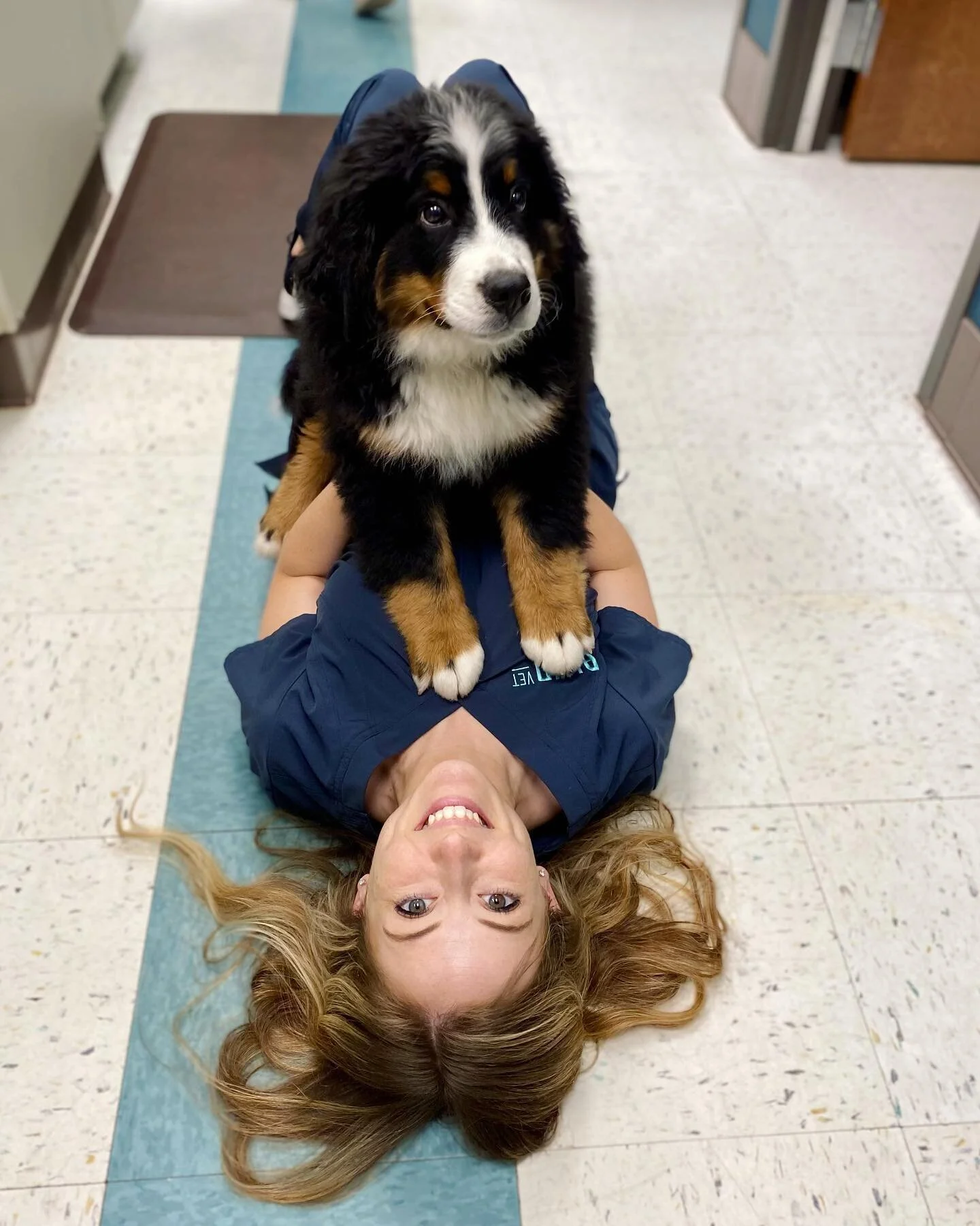 BLVD Vet Chicago | Logan Square, River North, Ravenswood