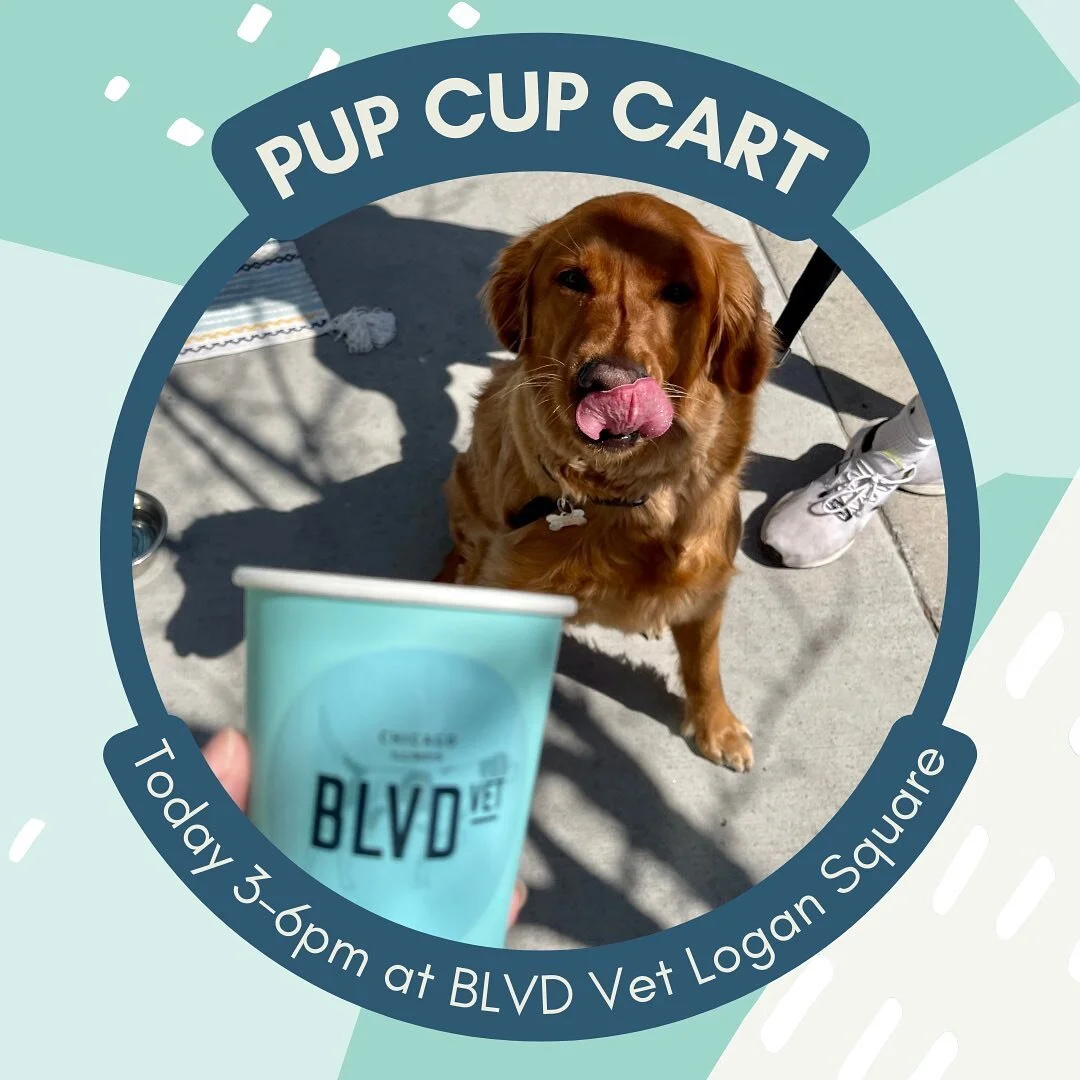BLVD Vet Chicago | Logan Square, River North, Ravenswood