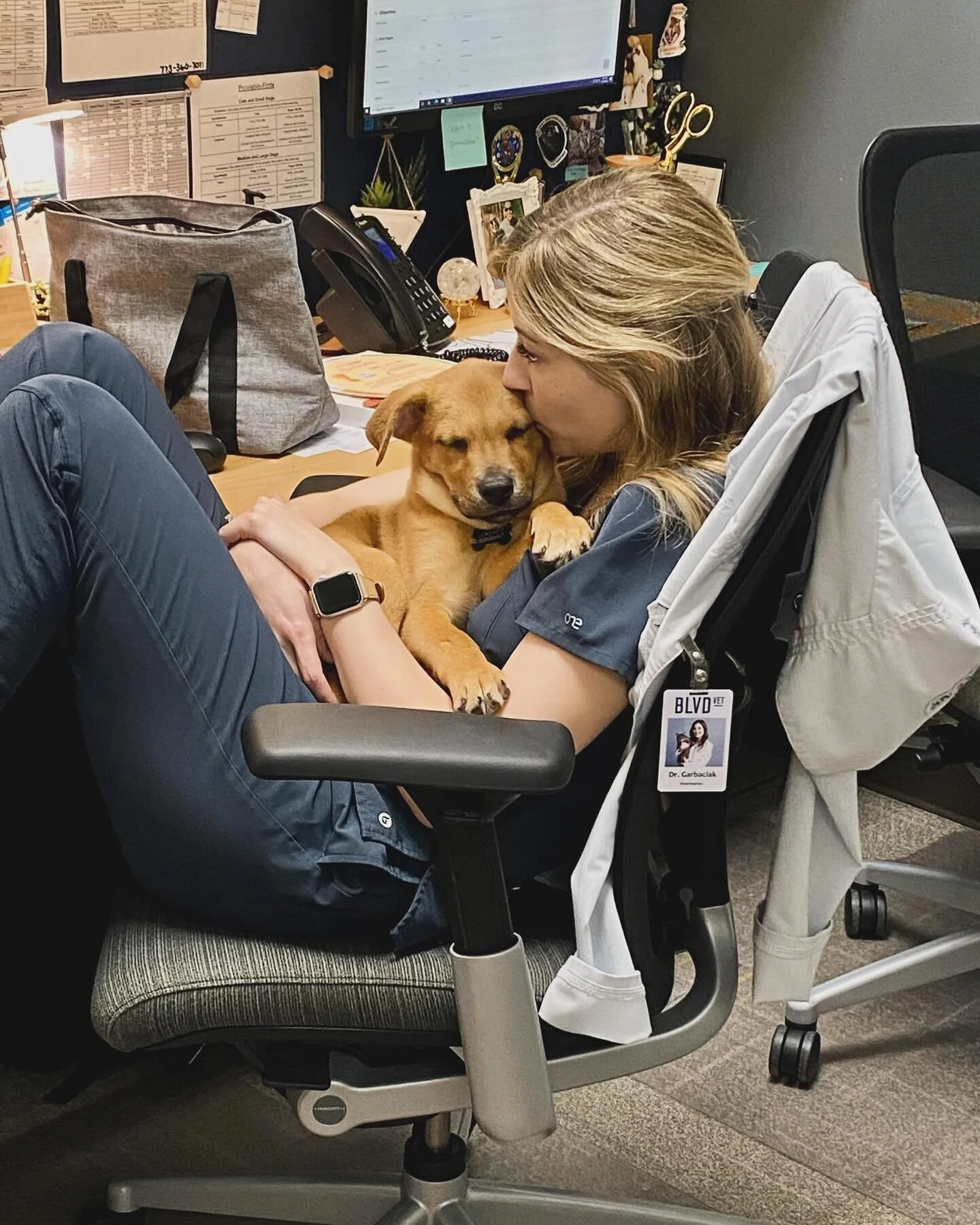 BLVD Vet Ravenswood Appointment Request — BLVD Vet Chicago | Logan ...