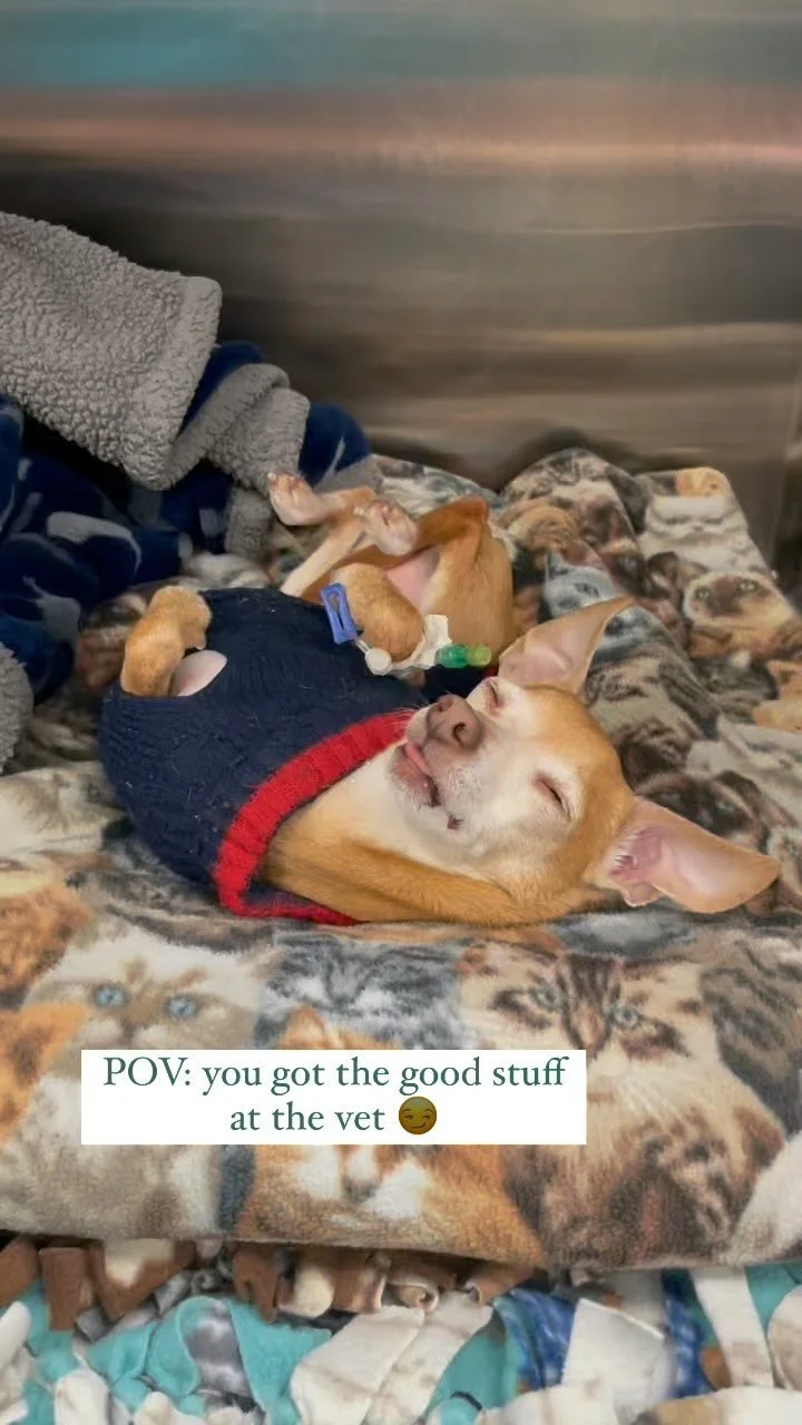 BLVD Vet Chicago - Premier Veterinary Care In Your Neighborhood