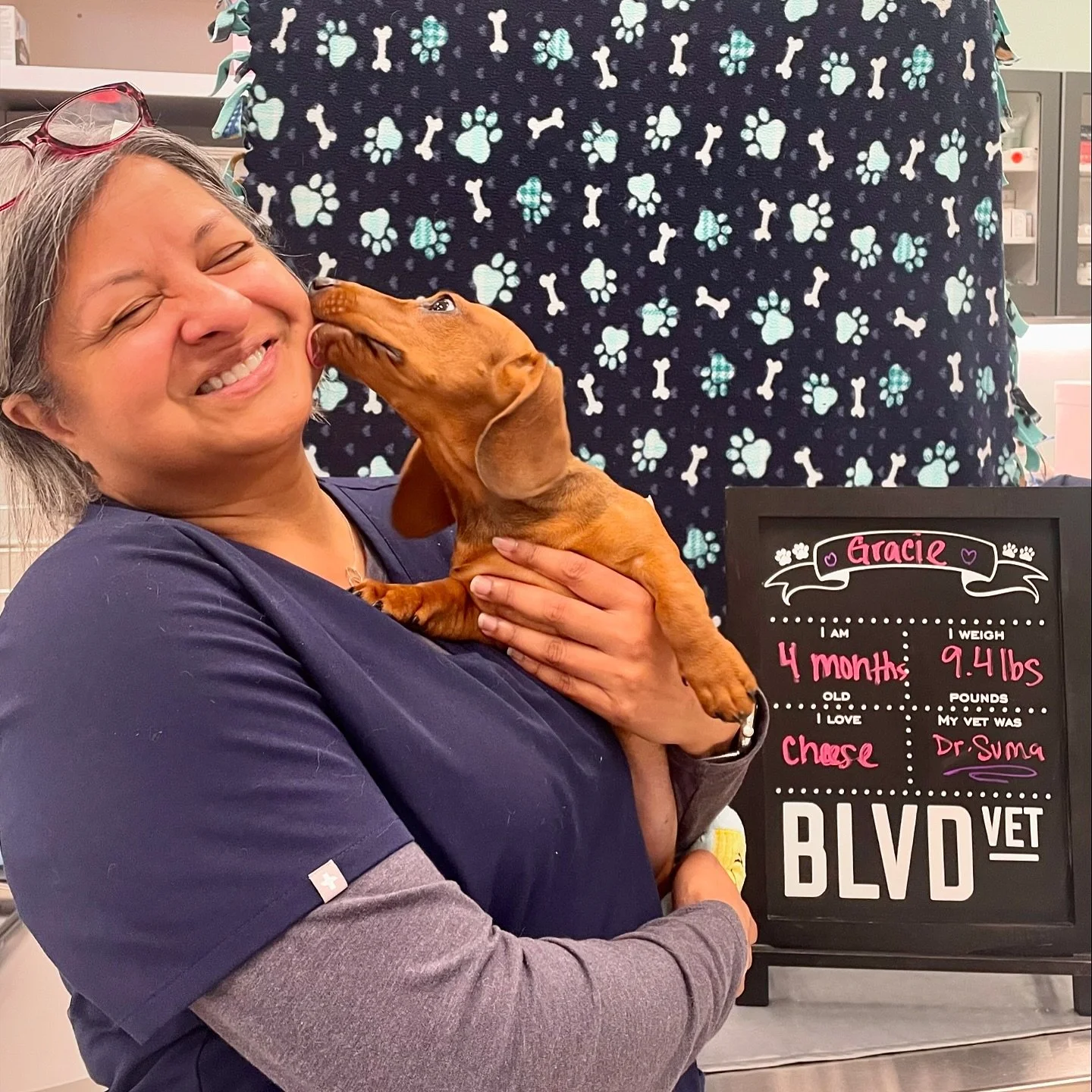 BLVD Vet Chicago