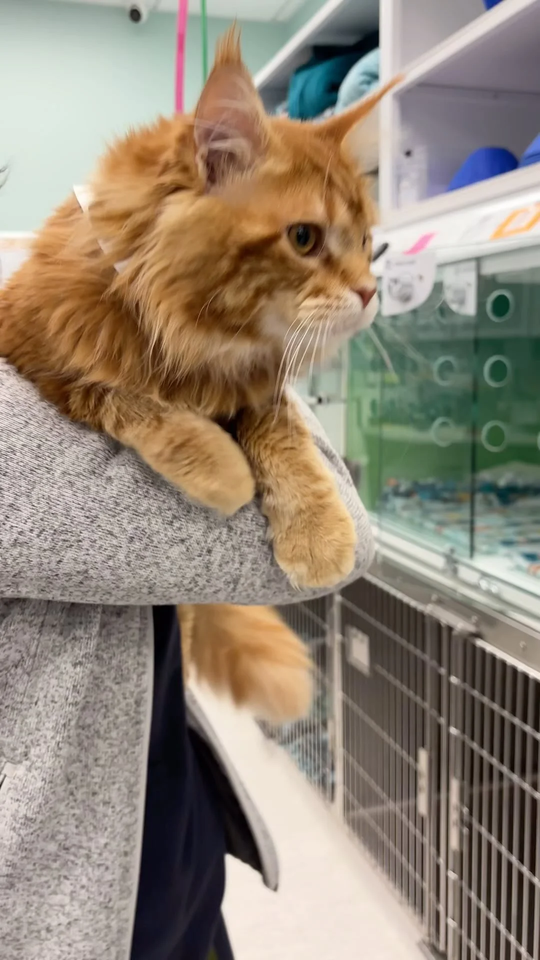 BLVD Vet Chicago - Premier Veterinary Care In Your Neighborhood