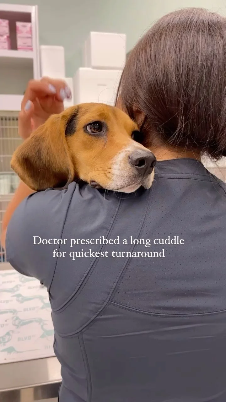 BLVD Vet Chicago - Premier Veterinary Care In Your Neighborhood