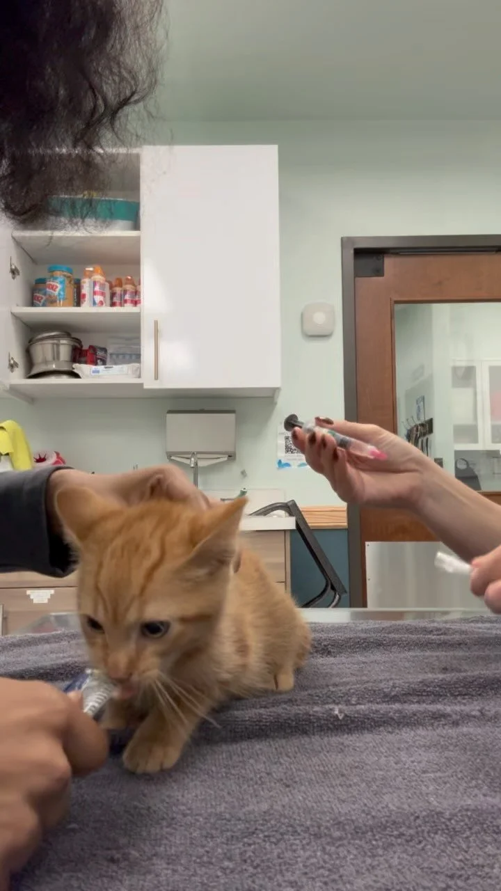 BLVD Vet Chicago - Premier Veterinary Care In Your Neighborhood