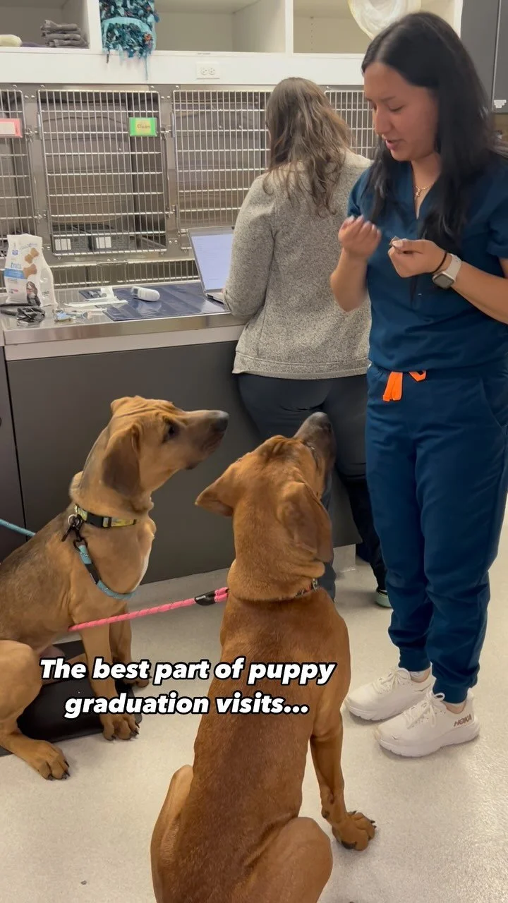 BLVD Vet Chicago - Premier Veterinary Care In Your Neighborhood