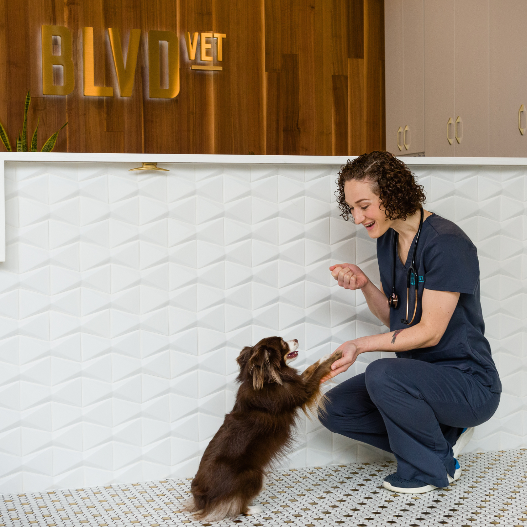 BLVD Vet Chicago
