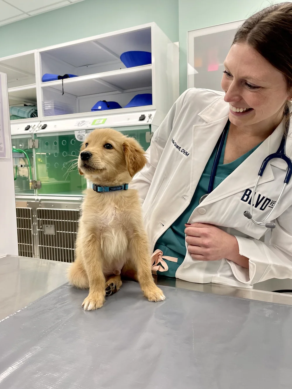 BLVD Vet Chicago