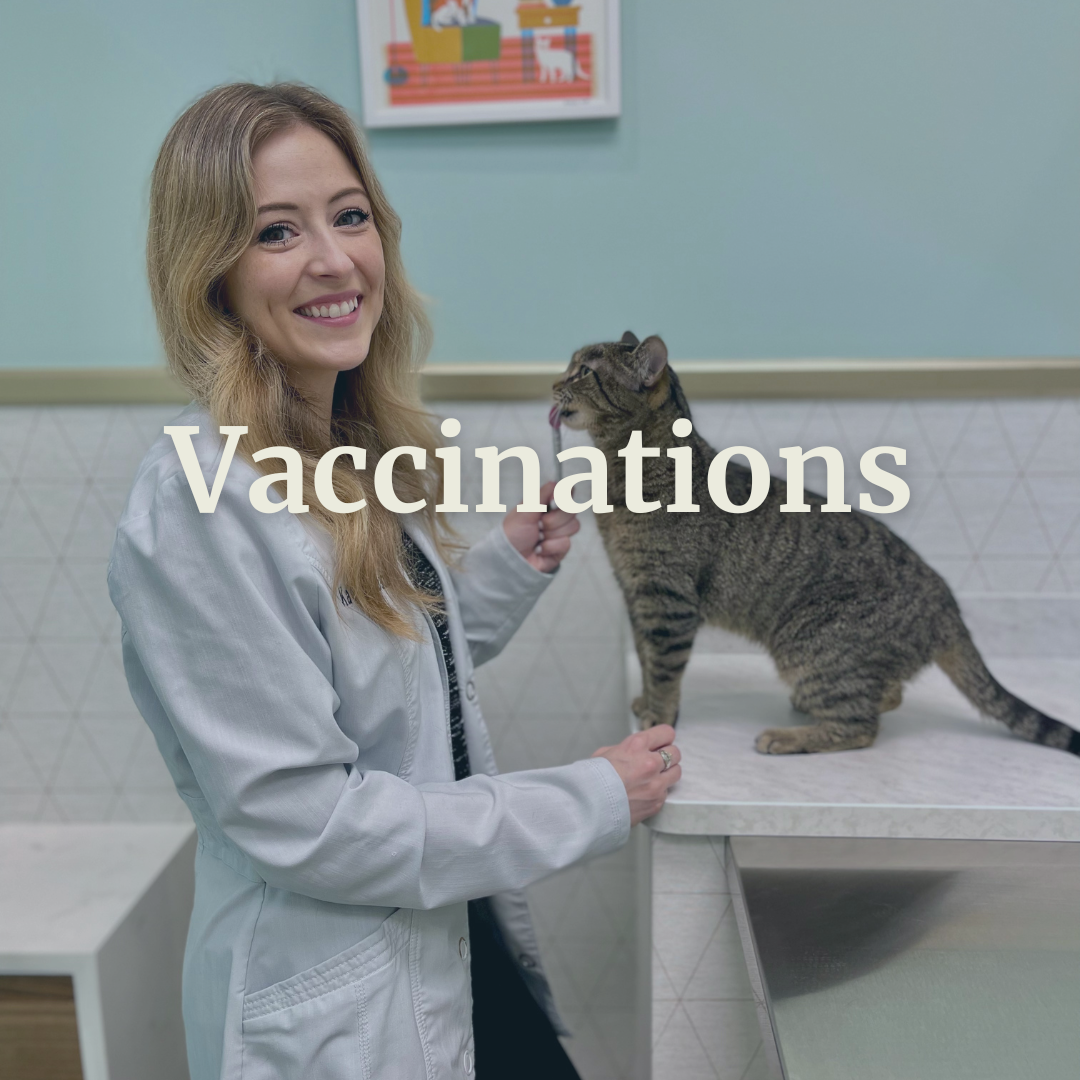 BLVD Vet Chicago - Premier Veterinary Care In Your Neighborhood