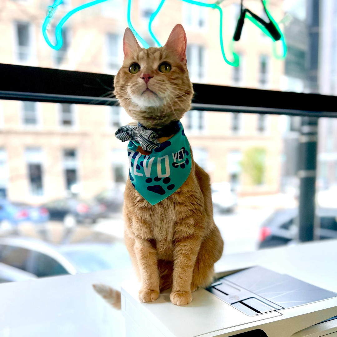 BLVD Vet Chicago