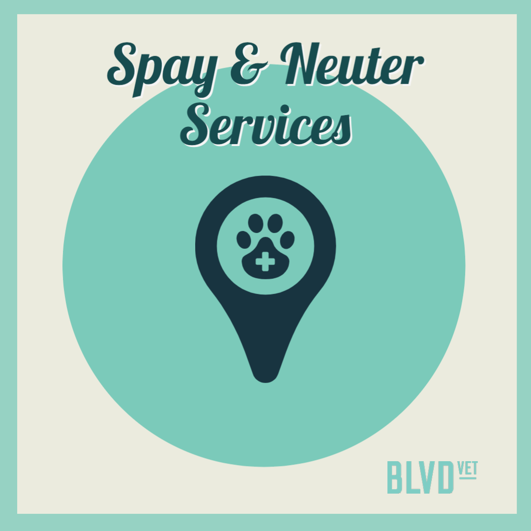 BLVD Vet Chicago | Logan Square, River North, Ravenswood