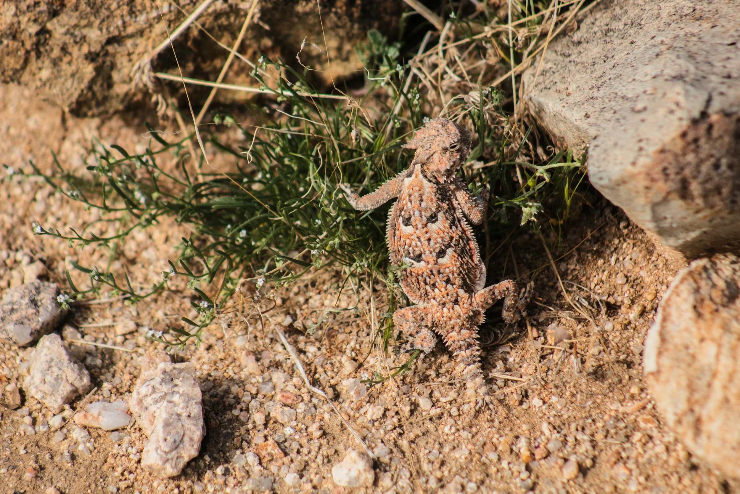 The Power of Native Plants in Water Conservation — Wild Spirit Wild Places