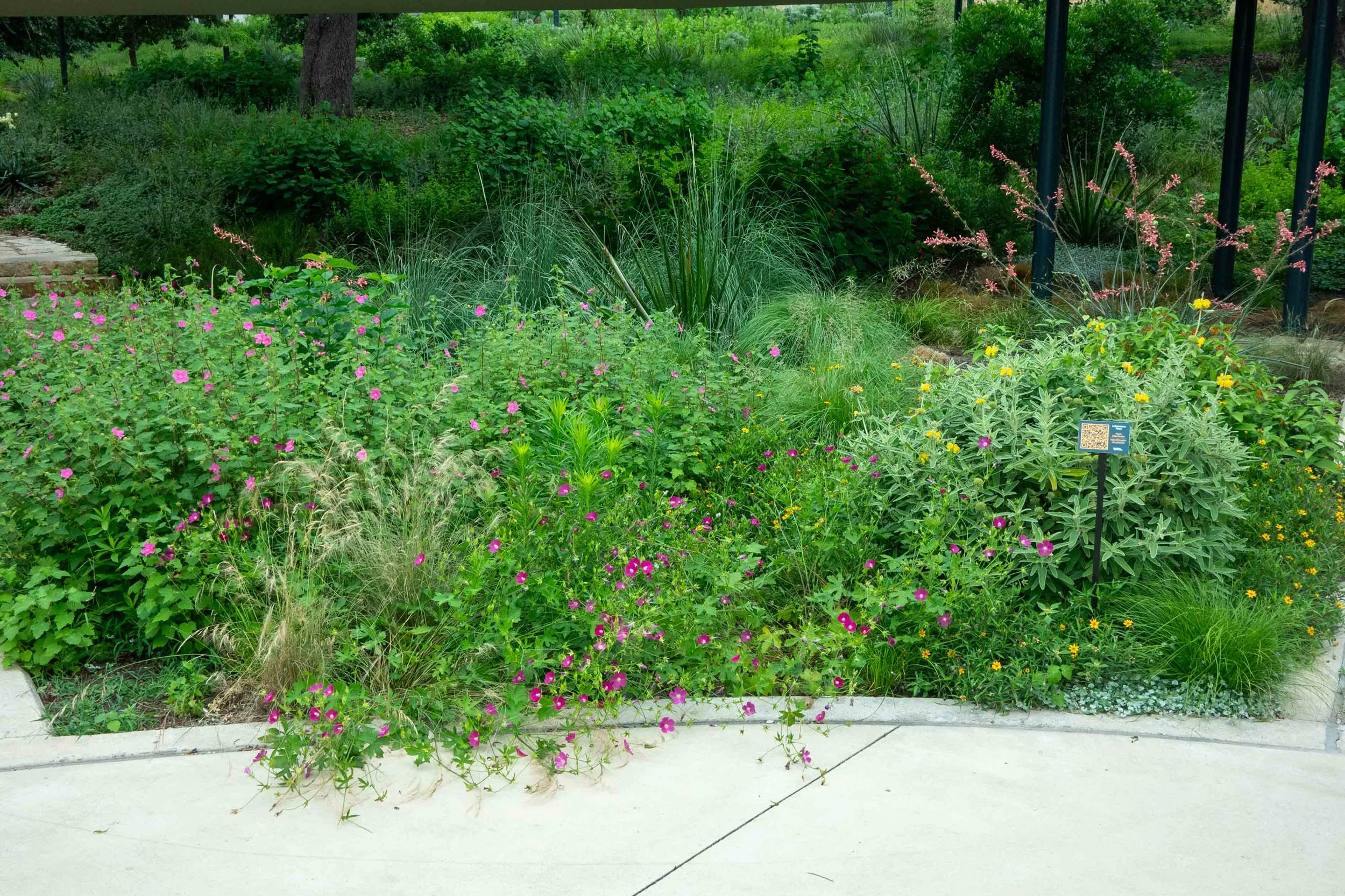 The Power of Native Plants in Water Conservation — Wild Spirit Wild Places