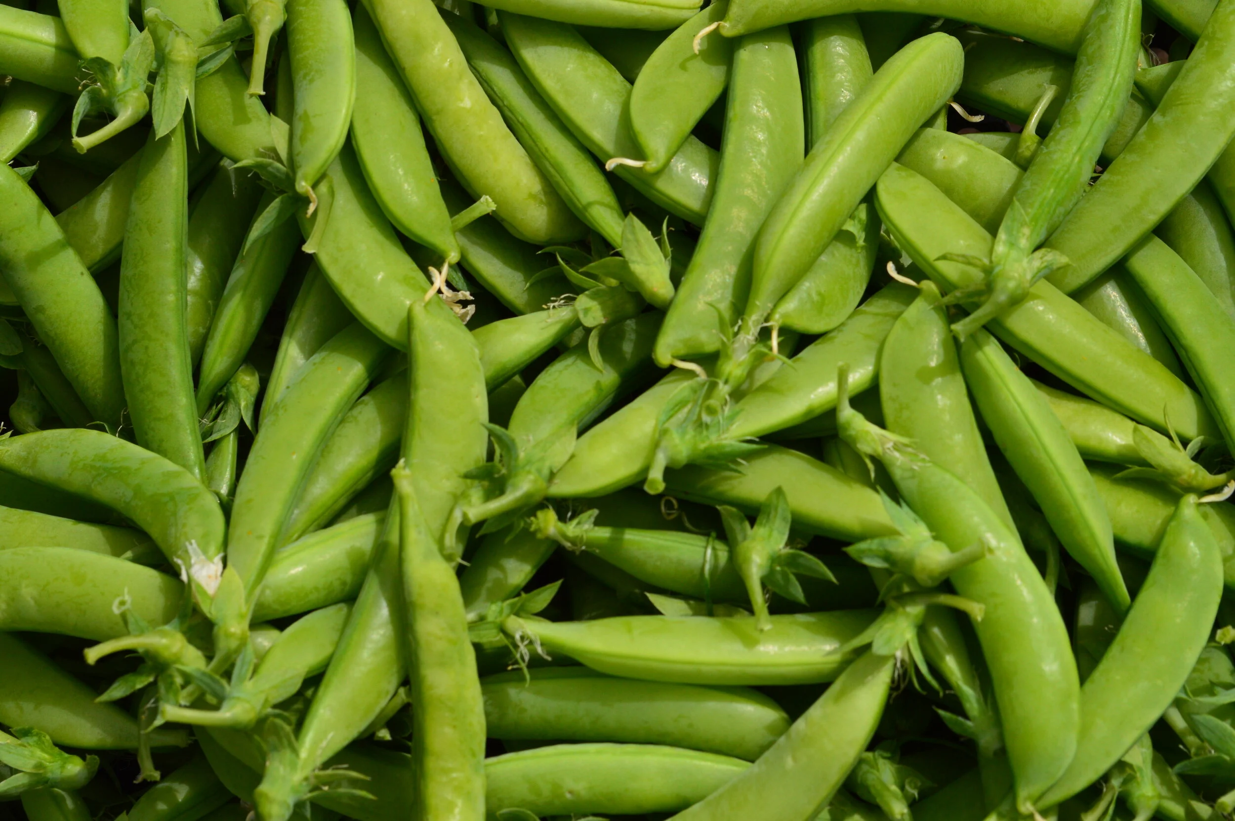 CSA — Tonnemaker Valley Farm