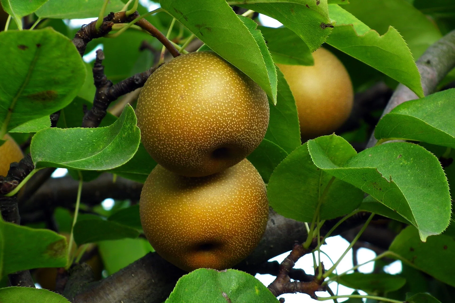 Fruits — Tonnemaker Valley Farm