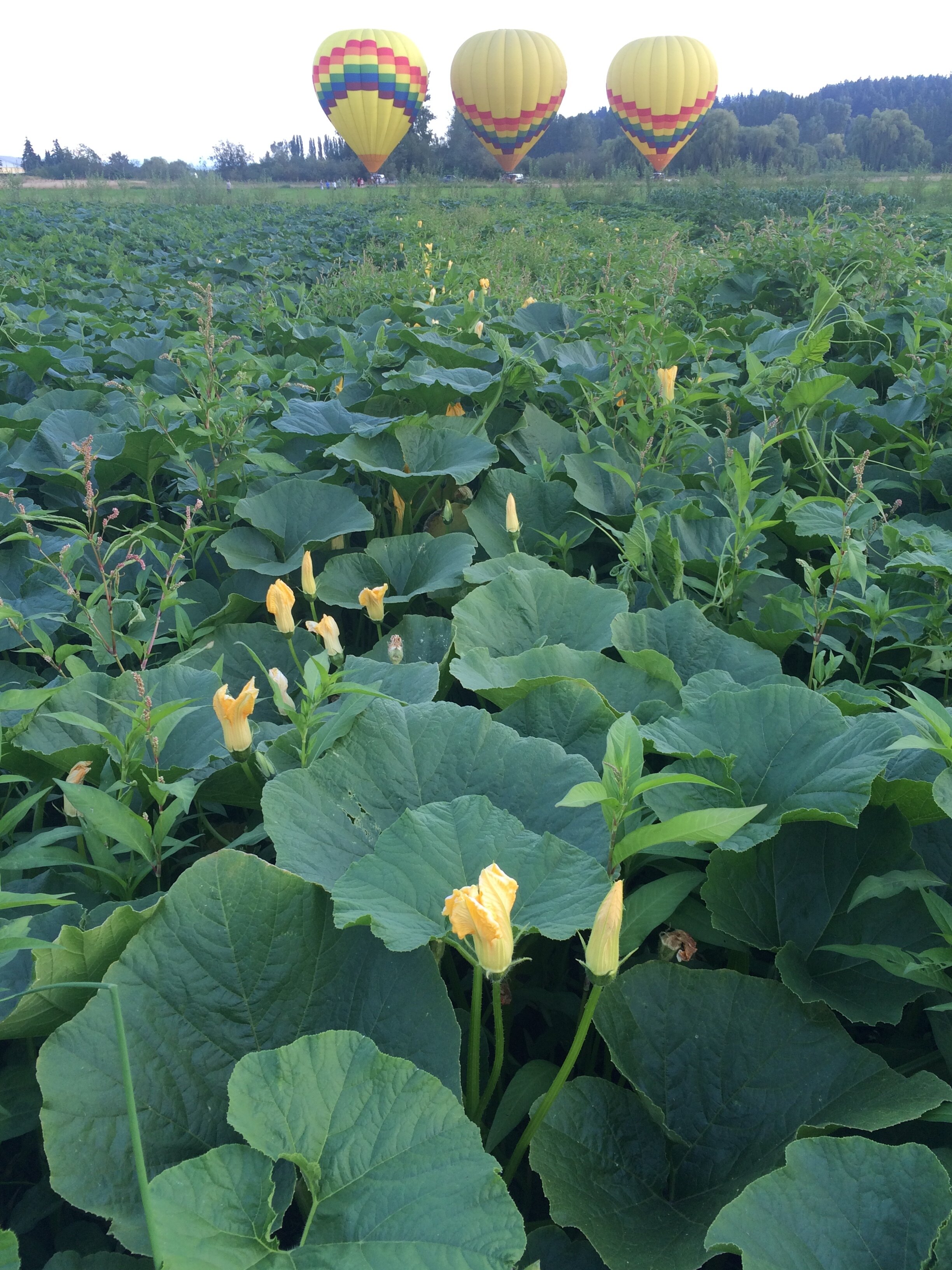 About — Tonnemaker Valley Farm