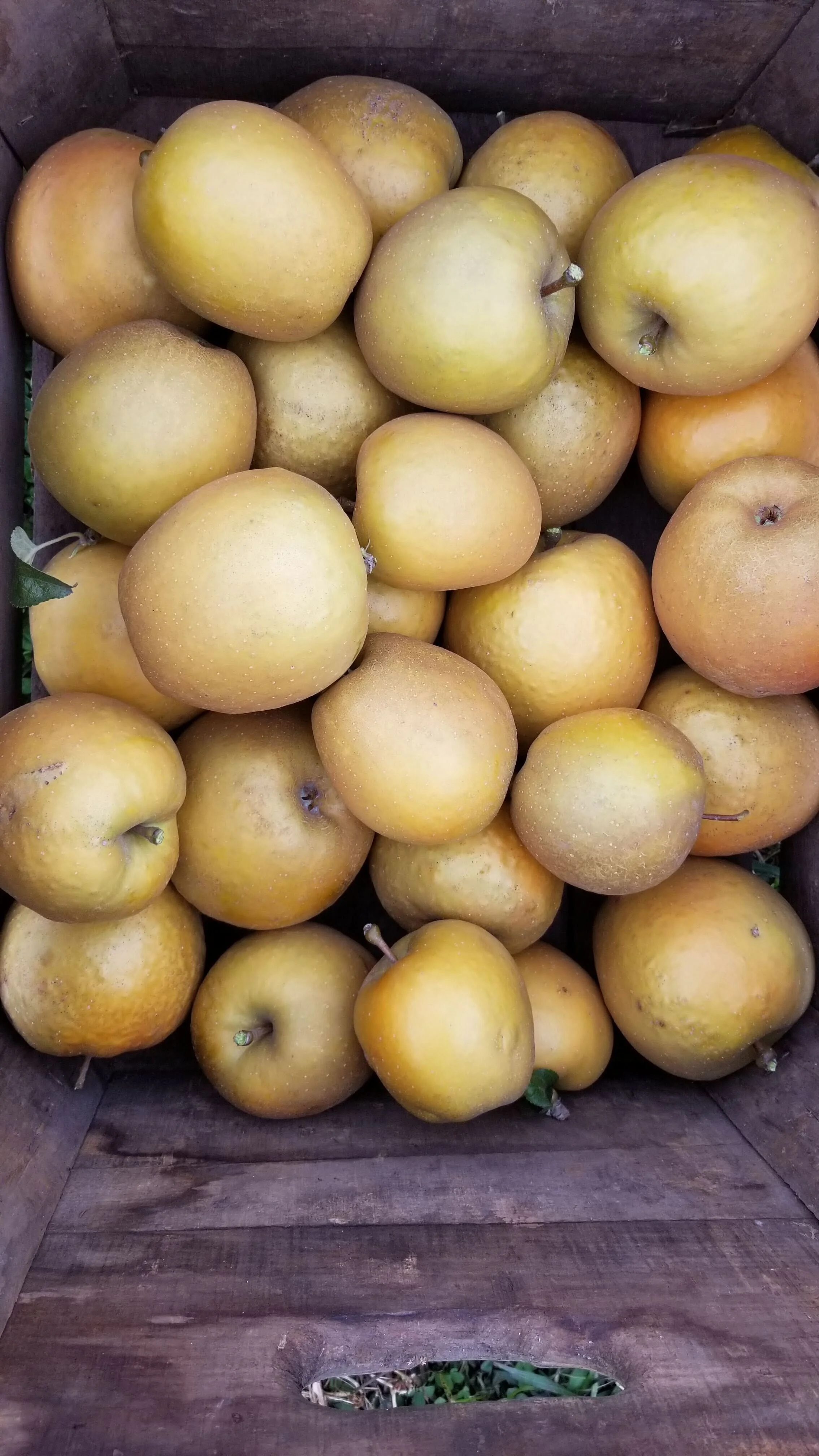 Photo Gallery — Hidden Gem Orchard