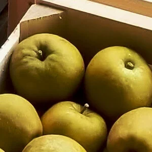 Our Apples — Hidden Gem Orchard