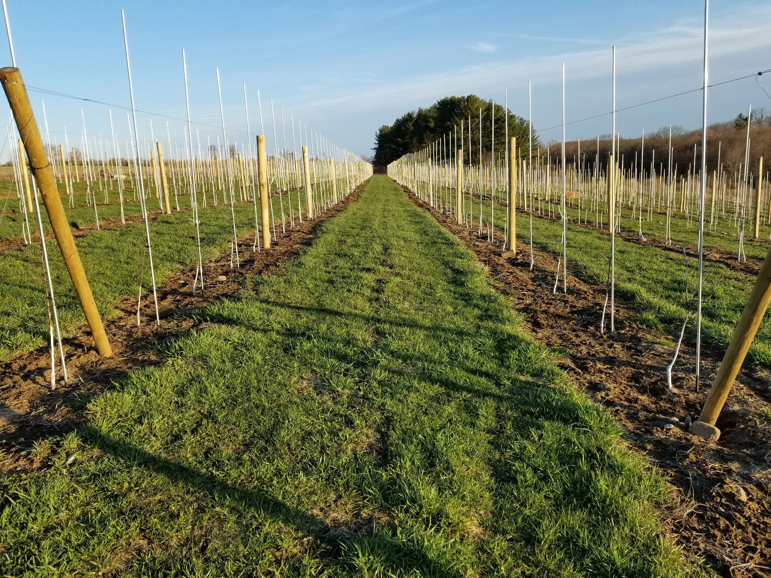 About Us | Hidden Gem Orchard | Southbury, CT