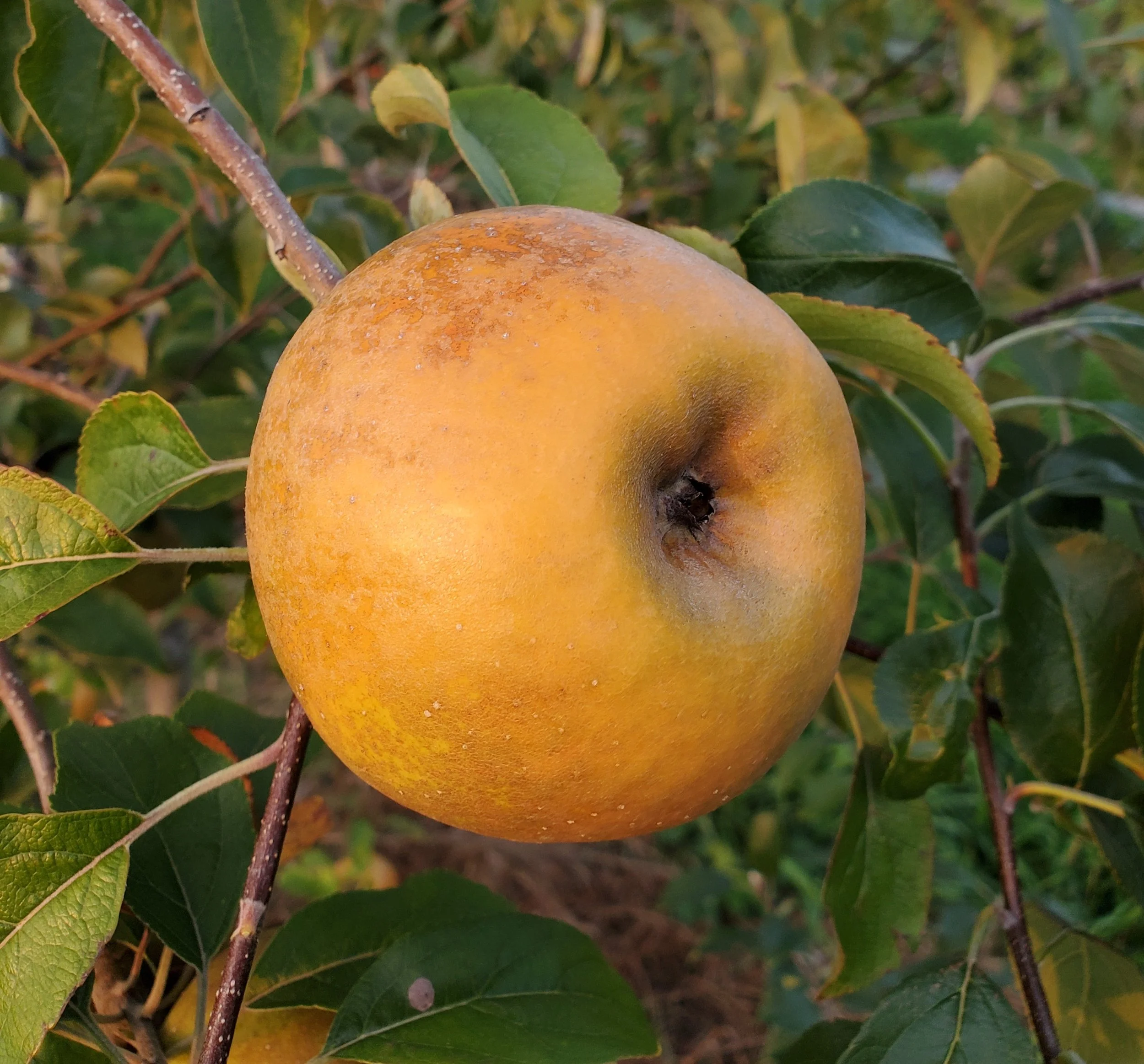 Apple Picking | Hidden Gem Orchard | Southbury, CT