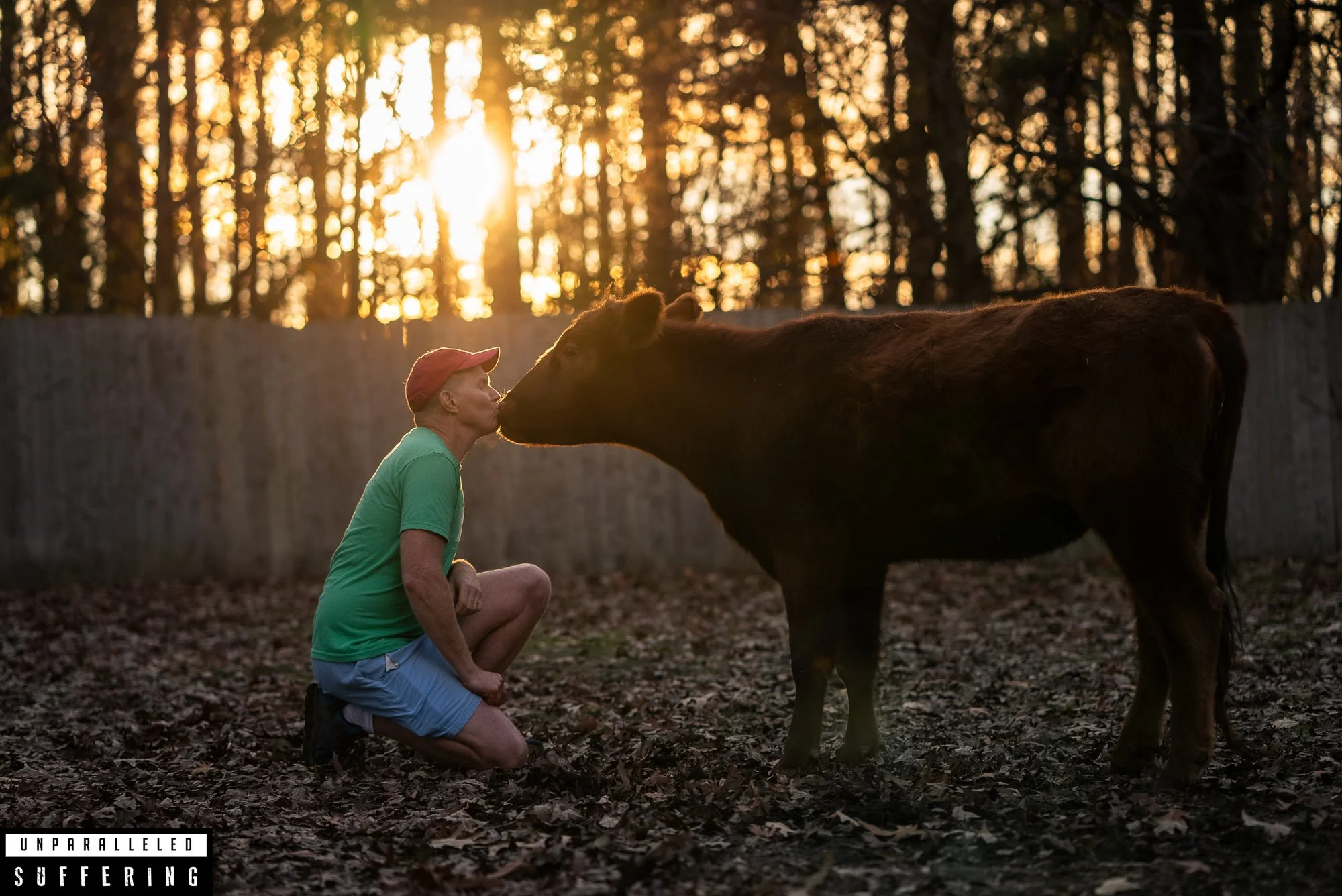 Farm Sanctuary — Unparalleled Suffering