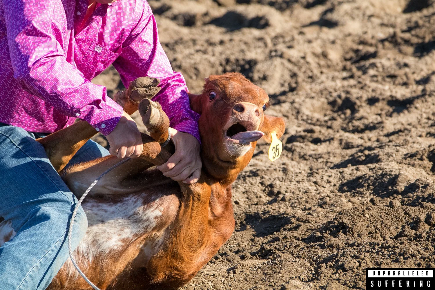 Calf Roping — Unparalleled Suffering