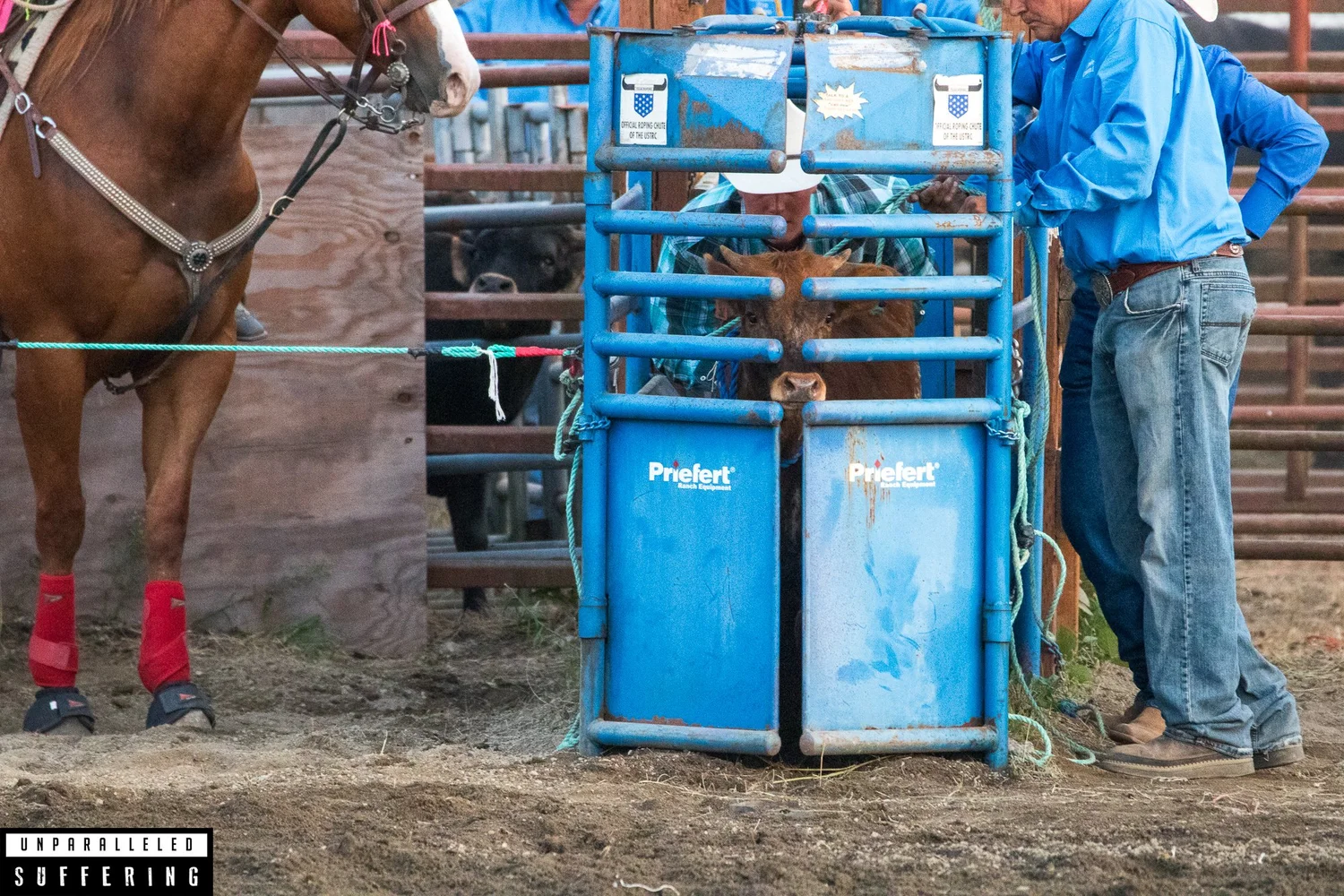 Calf Roping — Unparalleled Suffering