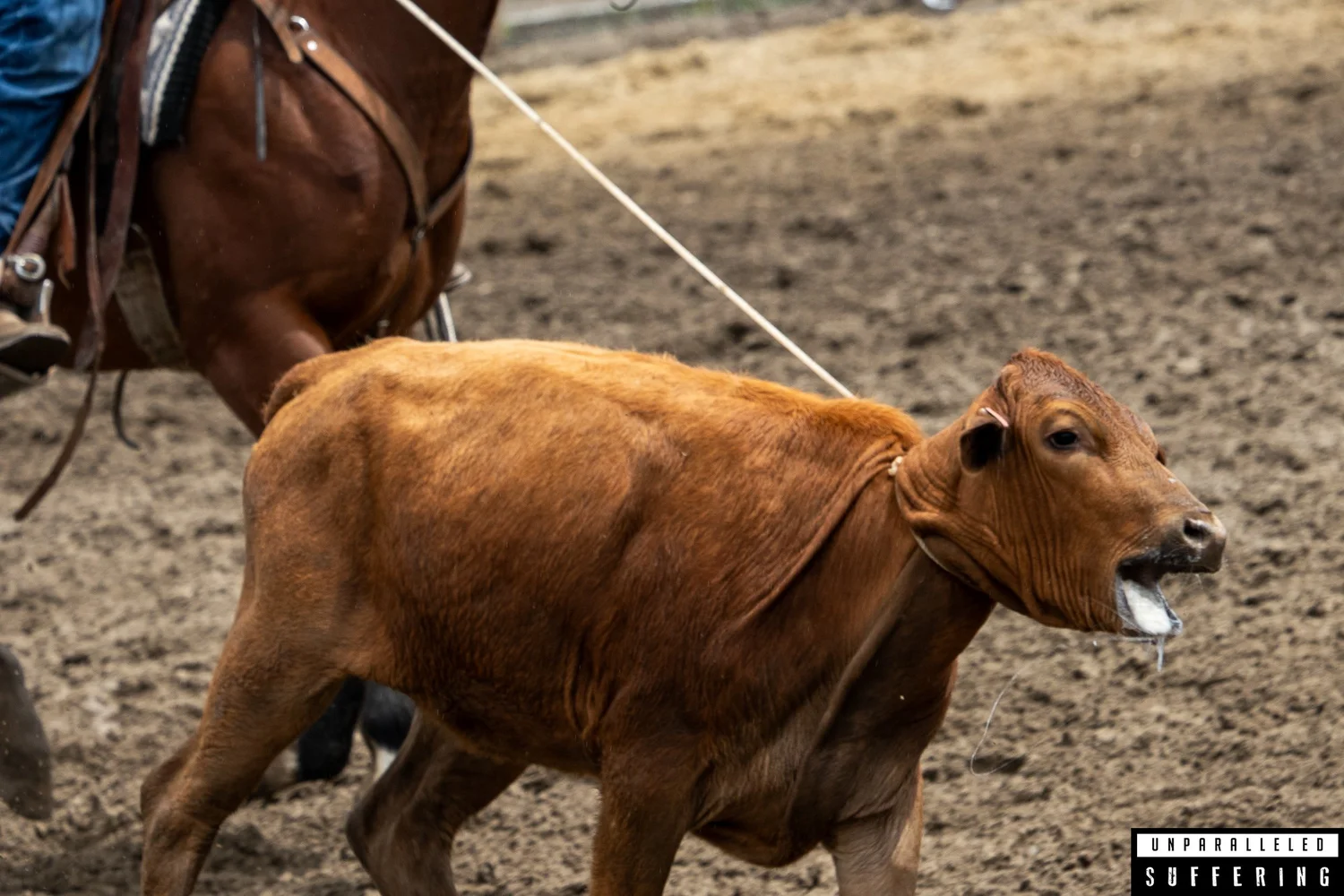 Calf Roping — Unparalleled Suffering