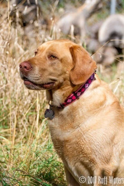 3rd Coast Labrador Retriever Rescue
