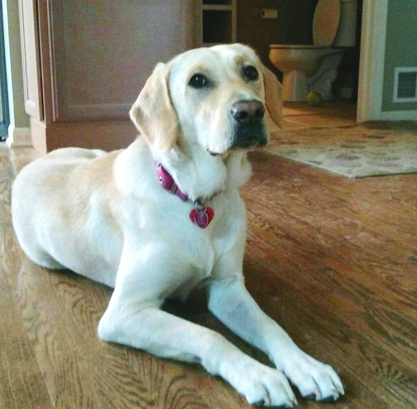 3rd Coast Labrador Retriever Rescue