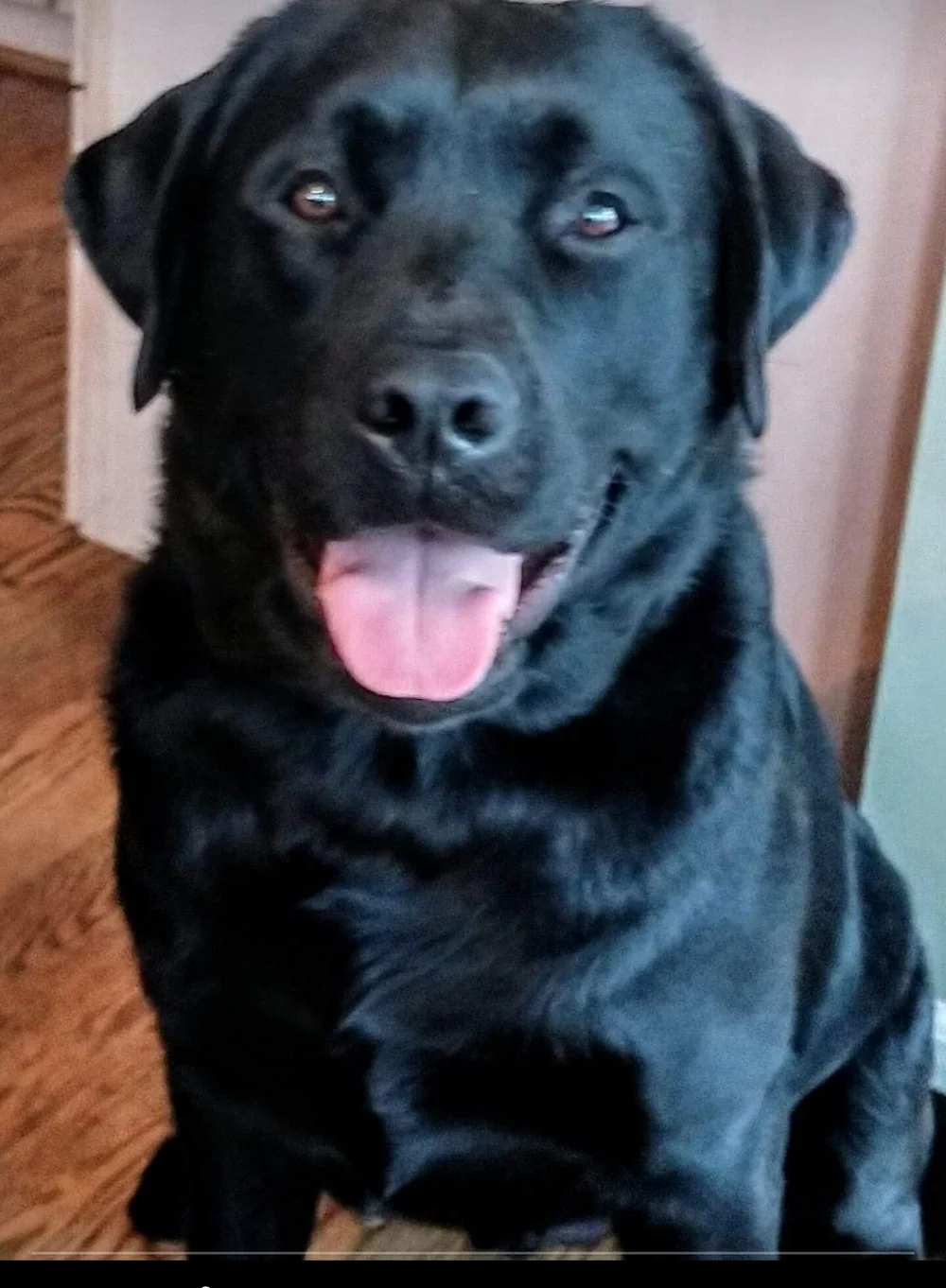 3rd Coast Labrador Retriever Rescue