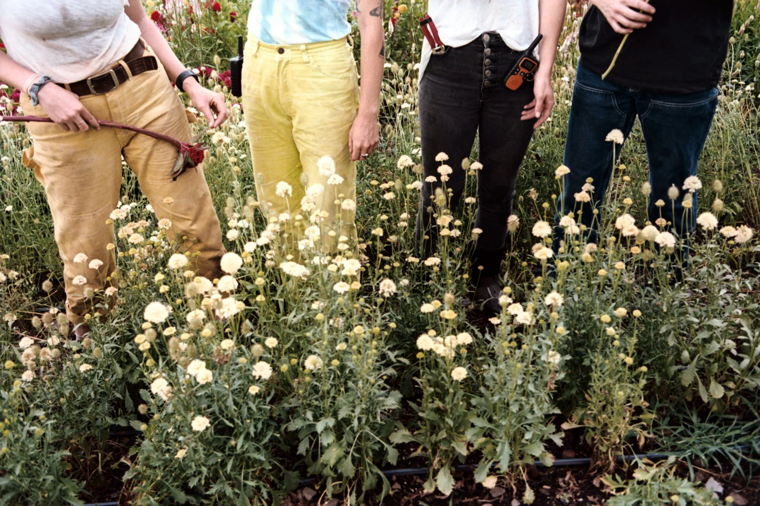 Behind the Flowers | Discover, Celebrate, Grow Today — Sol Patch Garden