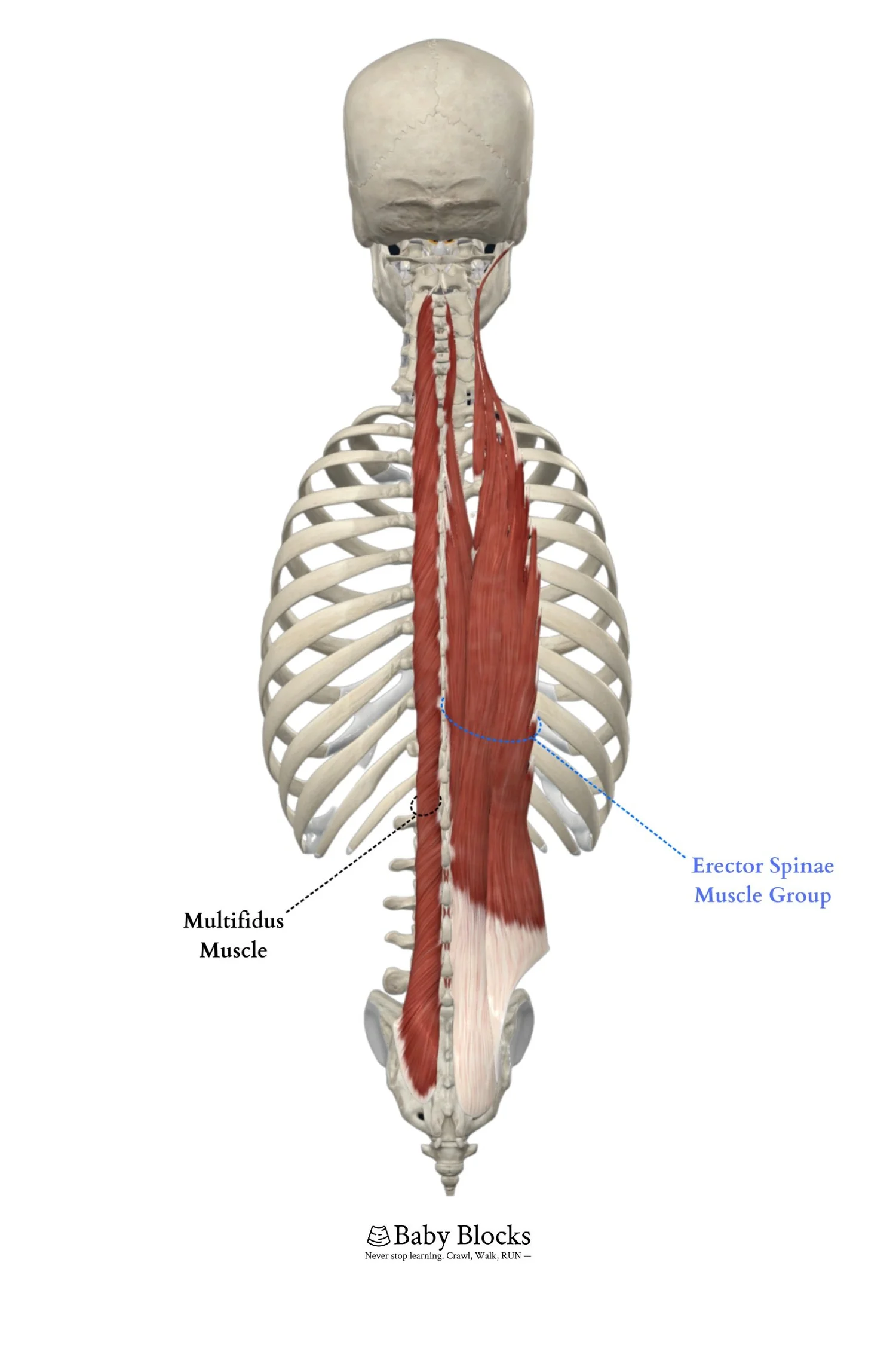 Sacral Multifidus Plane/Sacral ESP Block — BABY BLOCKS