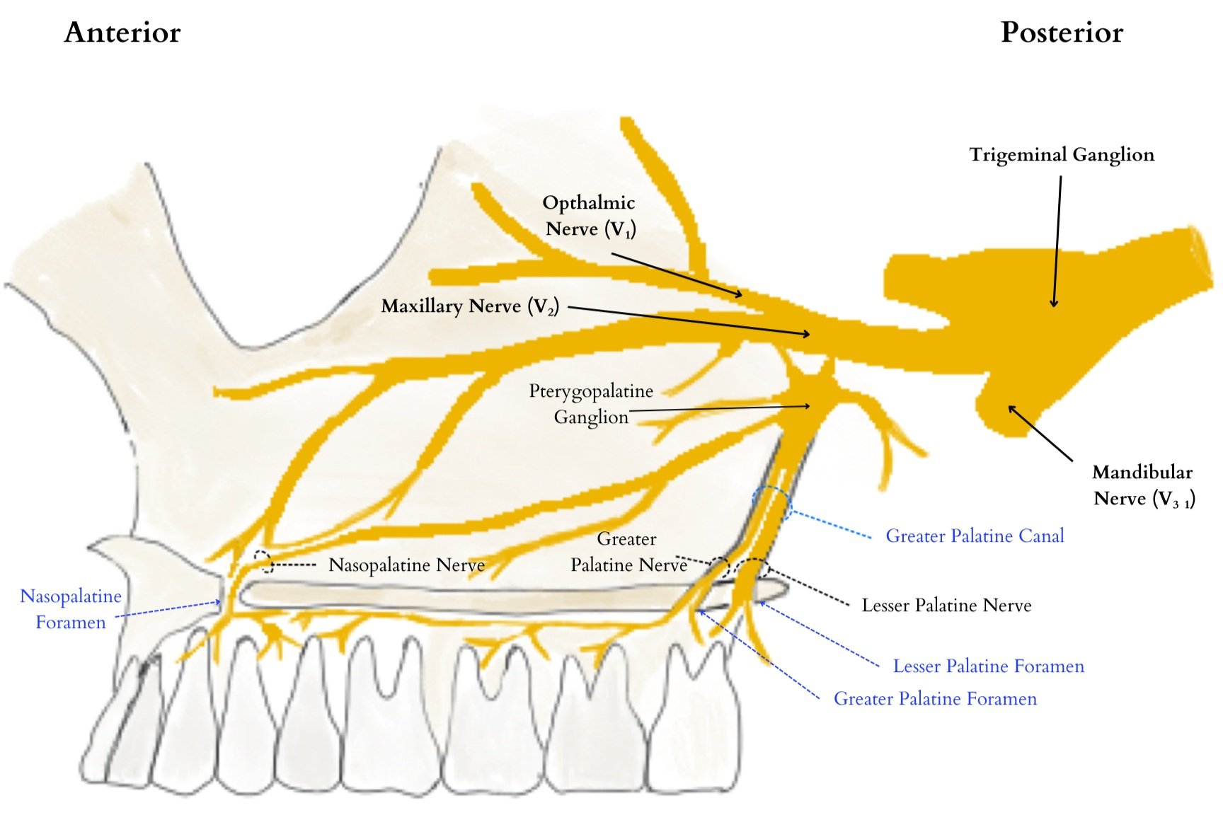 Pediatric Palatal Block — BABY BLOCKS Pediatric Palatal Block — BABY BLOCKS
