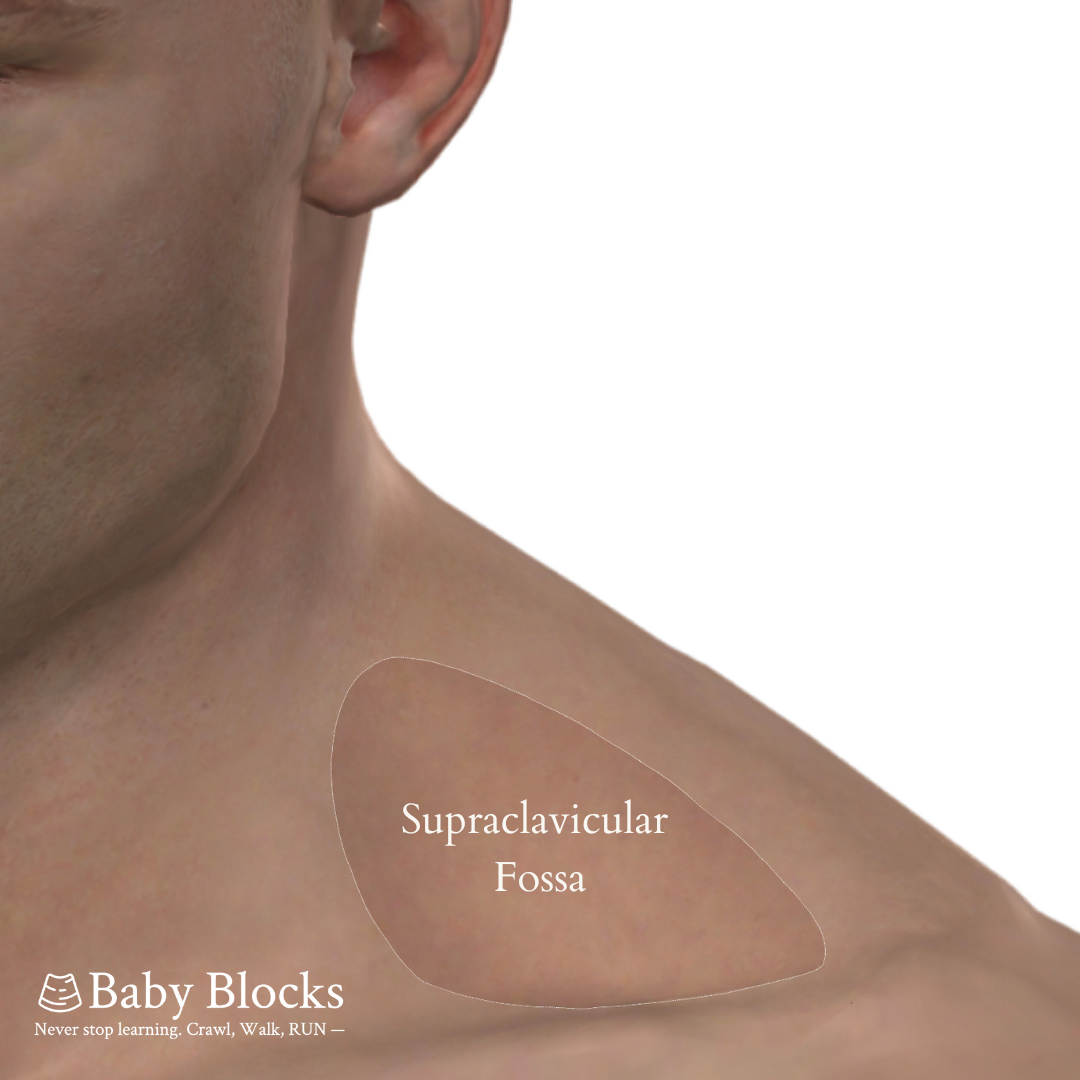 Supraclavicular Brachial Plexus Block — BABY BLOCKS
