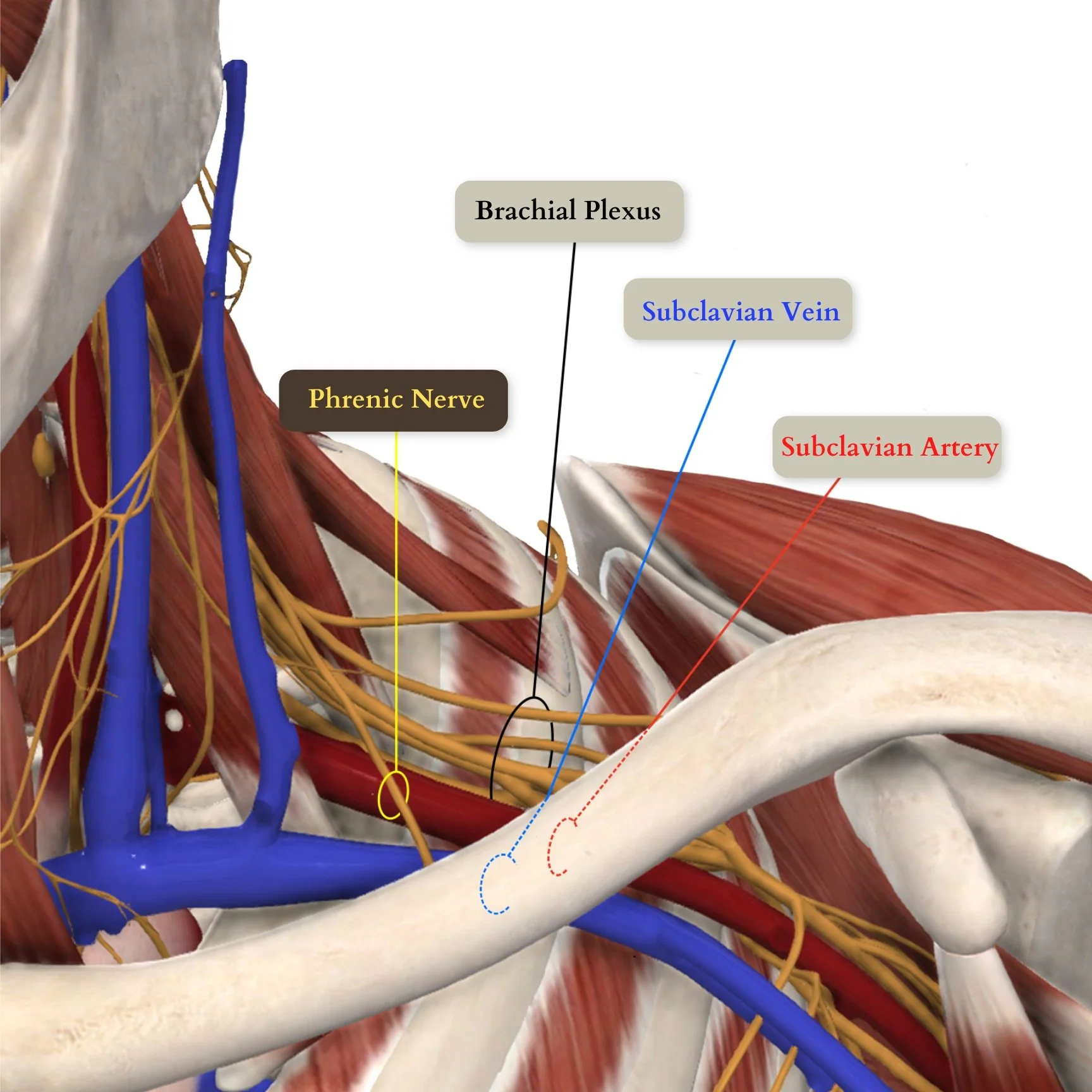 Brachial Plexus Blocks | Clinical anatomy of the nerve supply to the ...