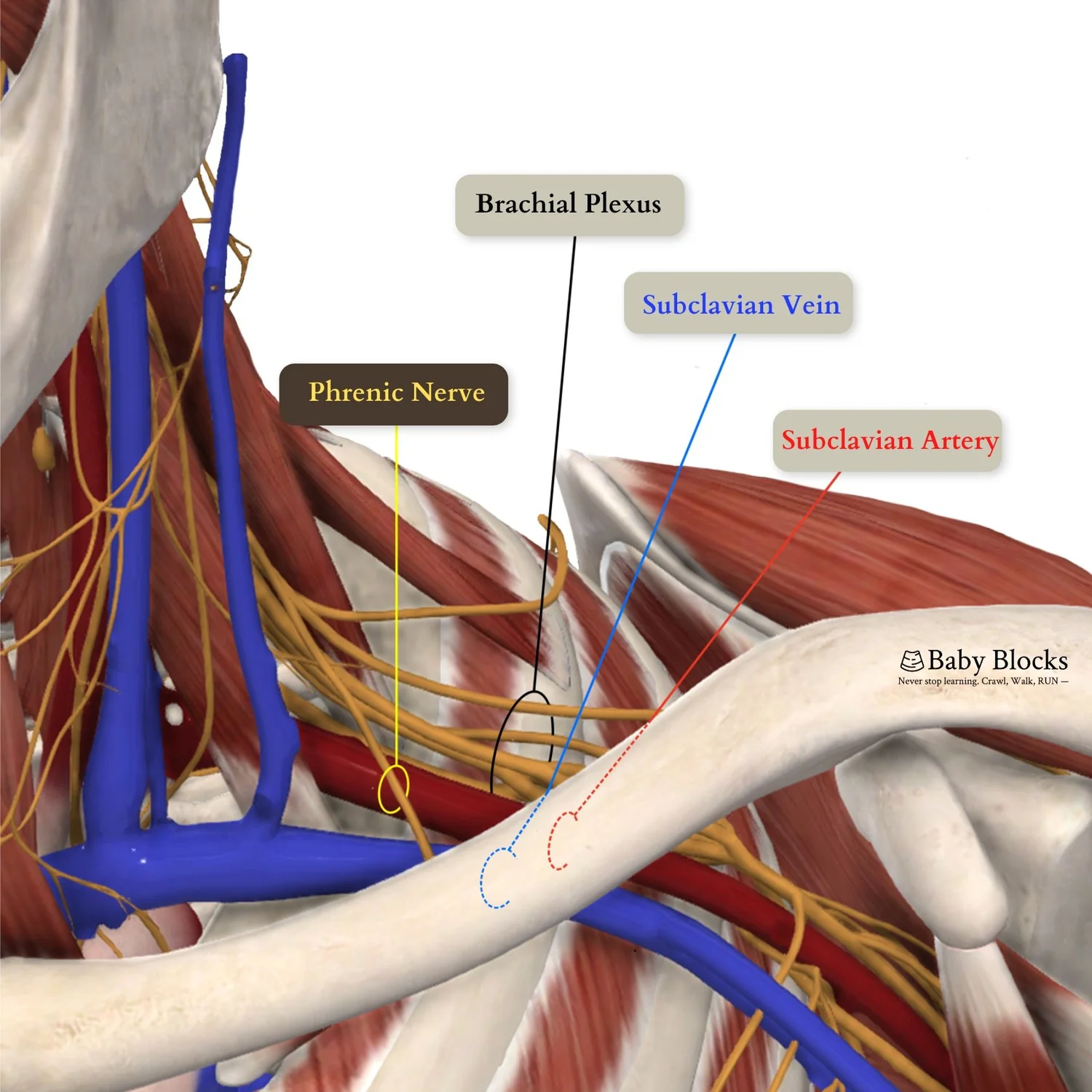 Supraclavicular Brachial Plexus Block — BABY BLOCKS
