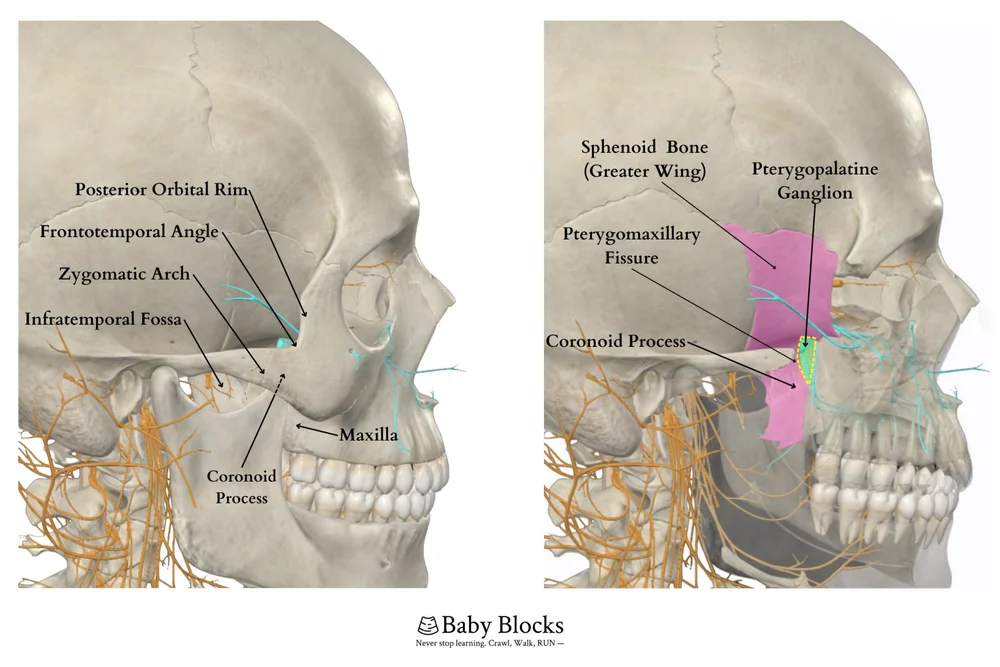 Suprazygomatic Maxillary Nerve Block — BABY BLOCKS