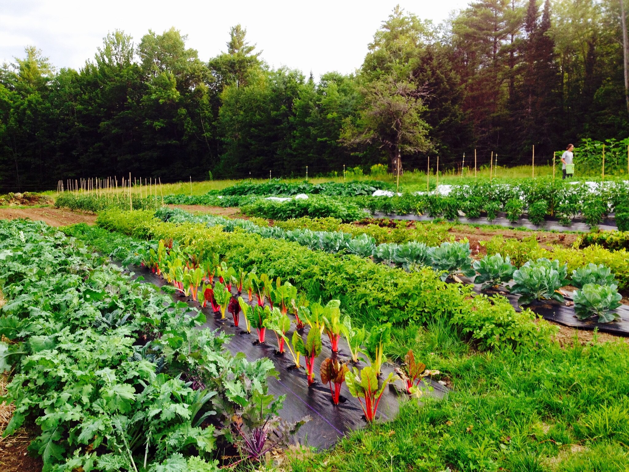 Learn about the farm — Sweet Roots Farm & Market