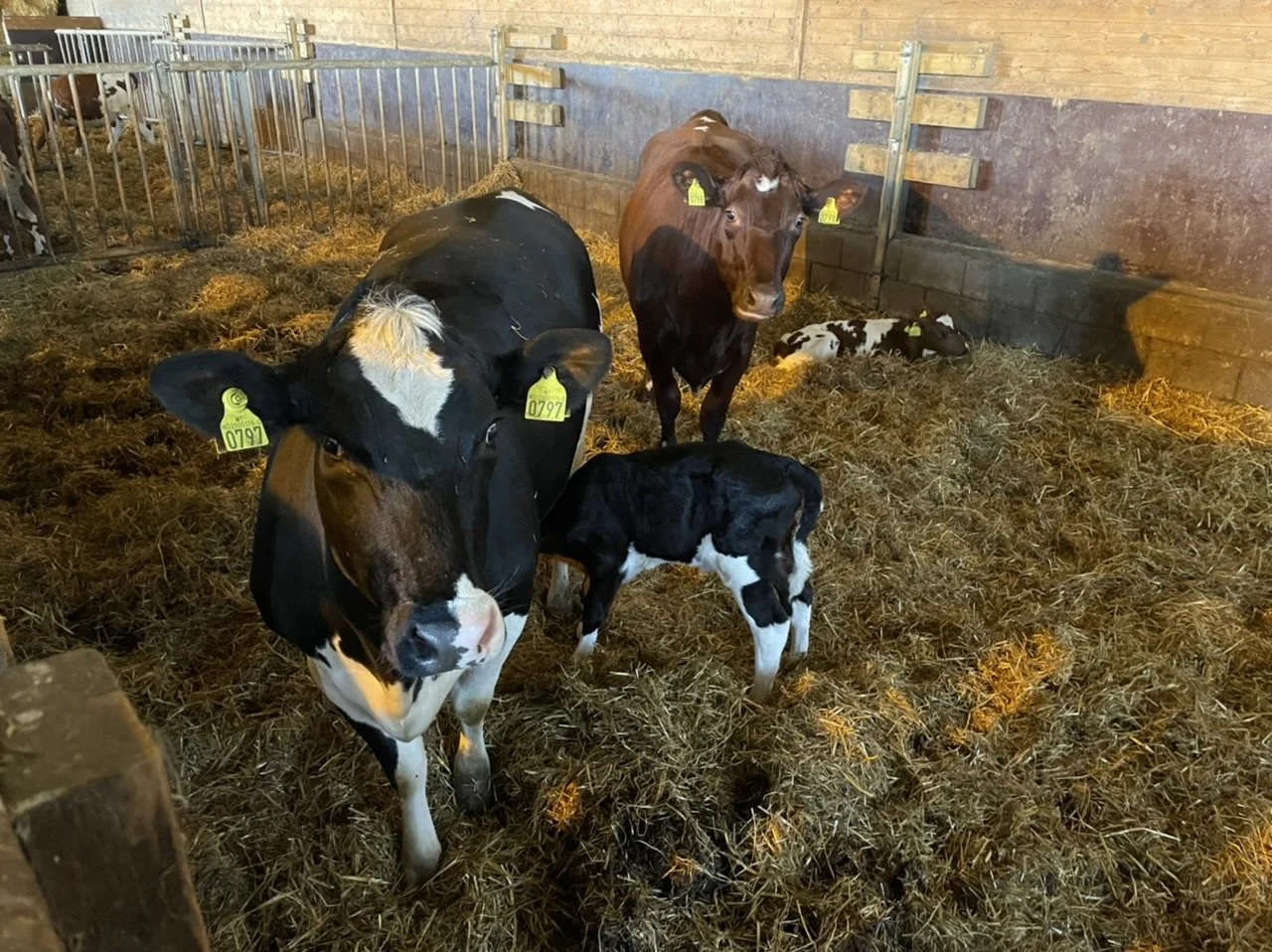 Nuffield #14 Cow Calf Contact in the Wild — Anna Bowen