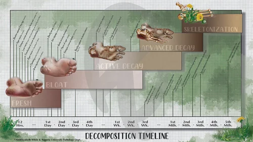 Gallery 3 — Custom-made medical, scientific, and fine art illustrations ...